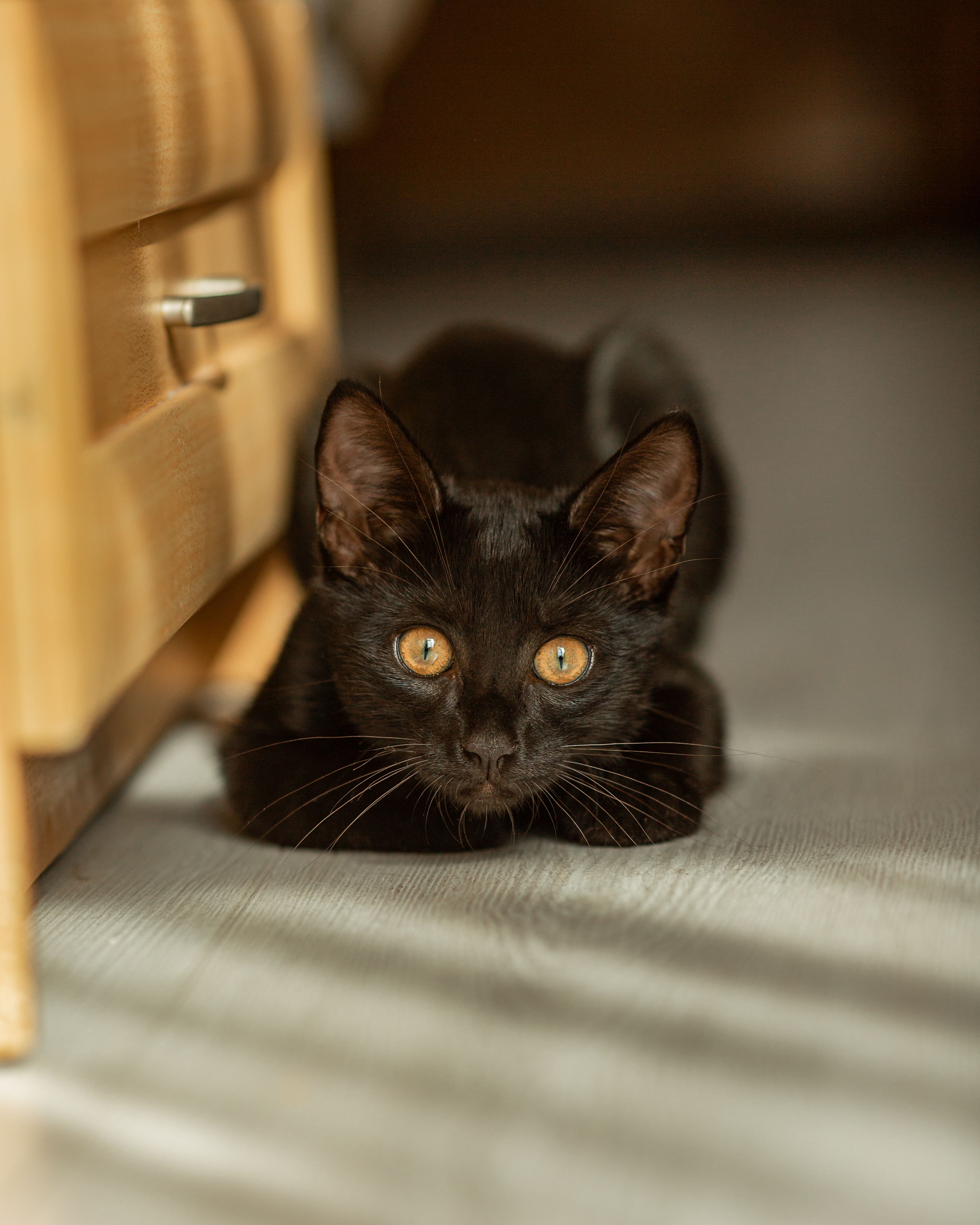 Black Kitten Lying Down · Free Stock Photo