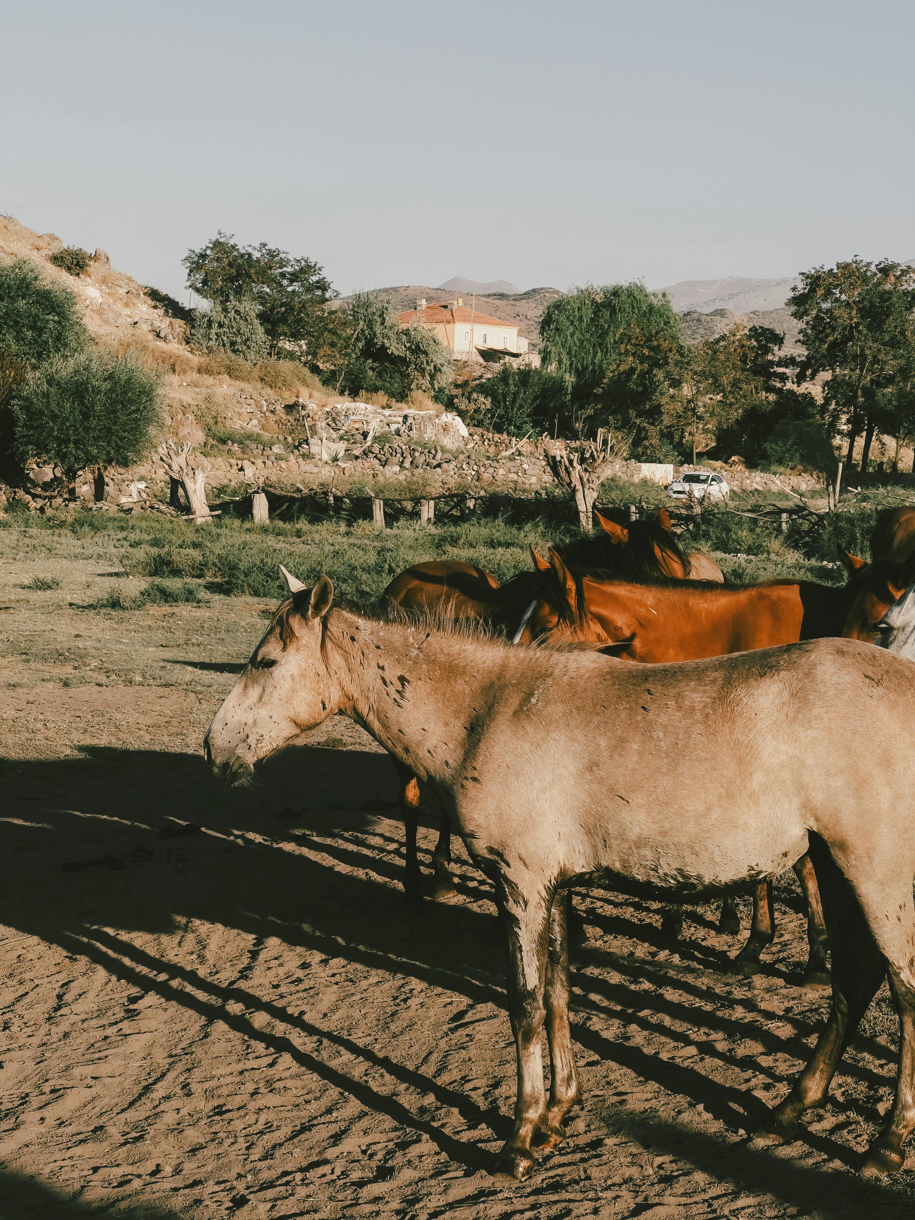 Animals Raivosos Photos, Download The BEST Free Animals Raivosos Stock ...