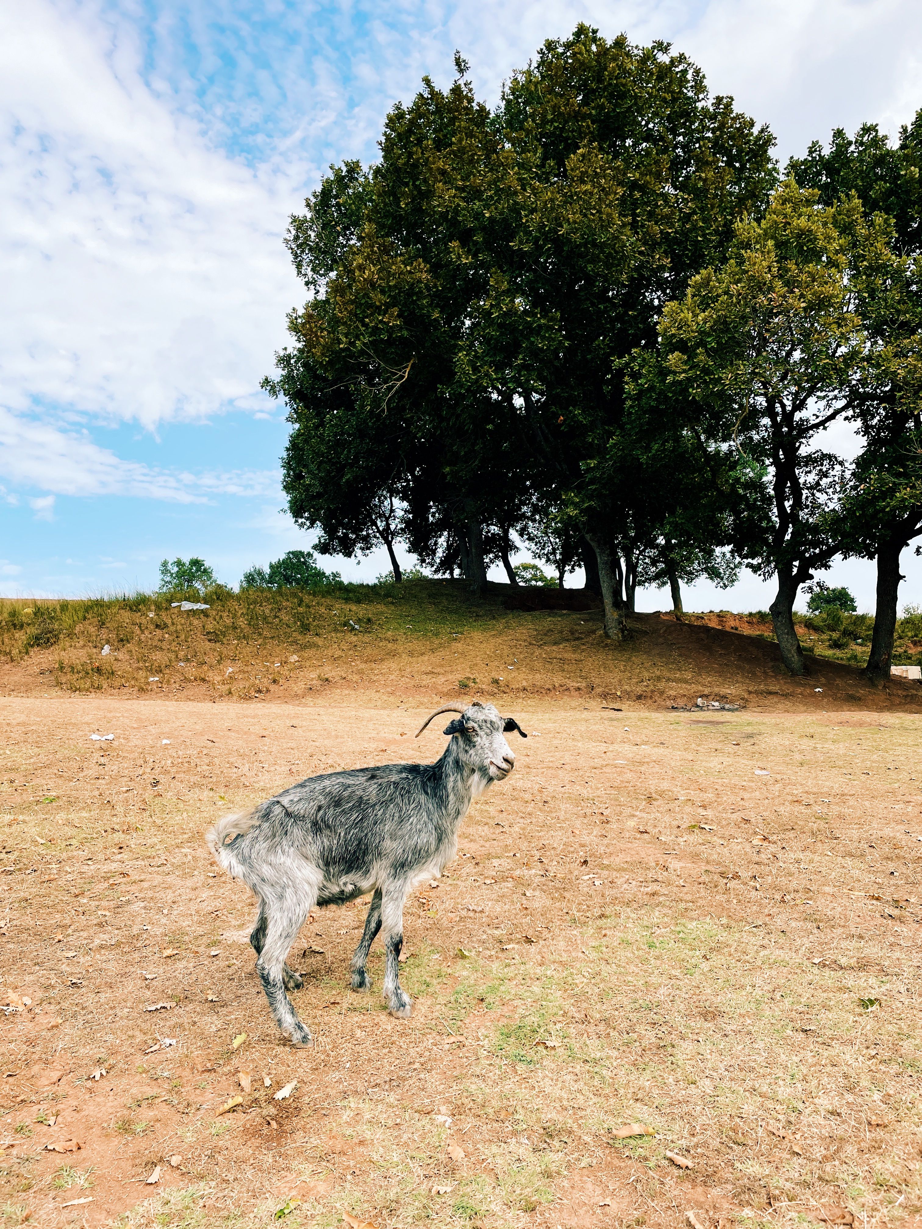 Goat and Trees behind · Free Stock Photo