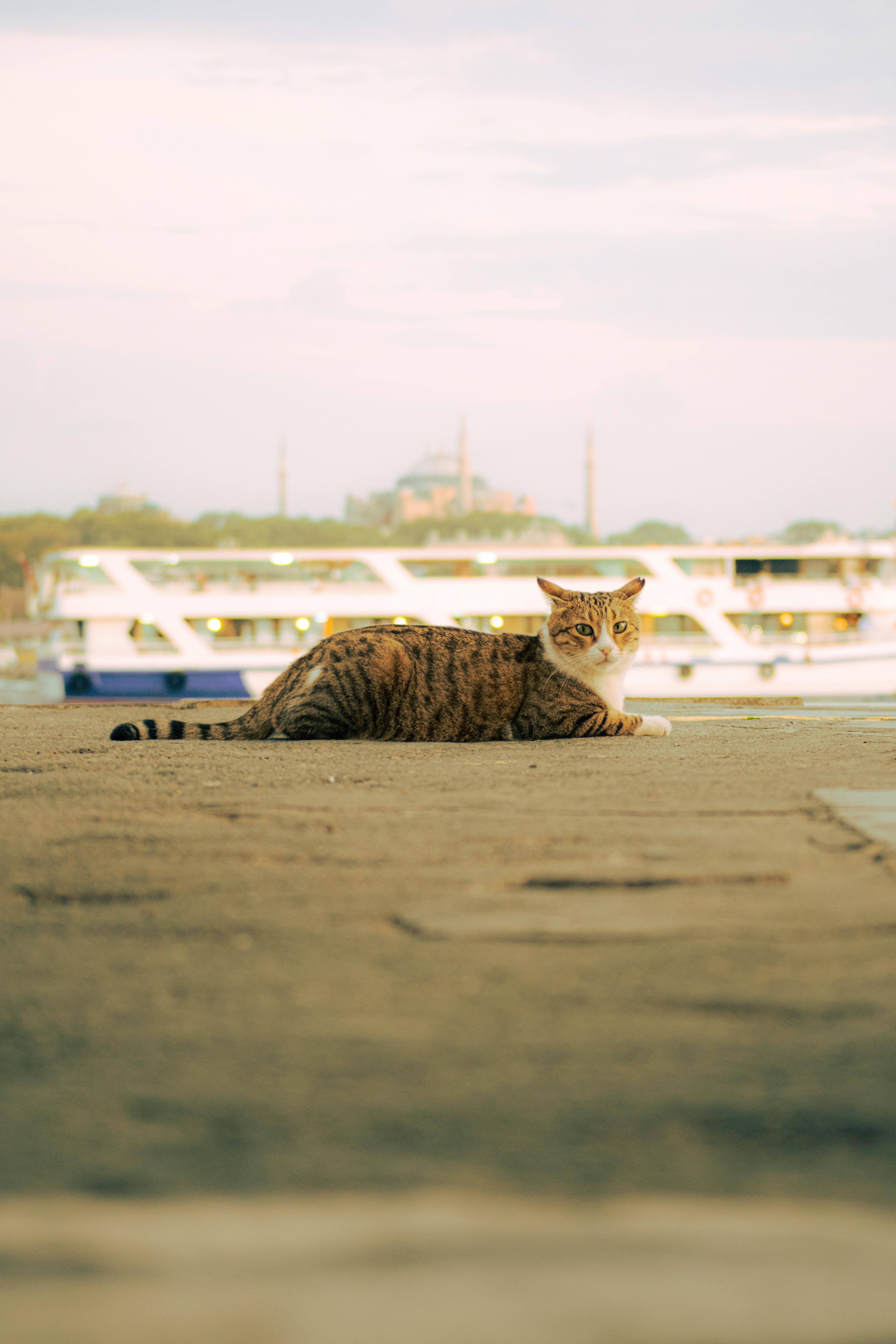 Le Felin Photos, Download The BEST Free Le Felin Stock Photos & HD Images