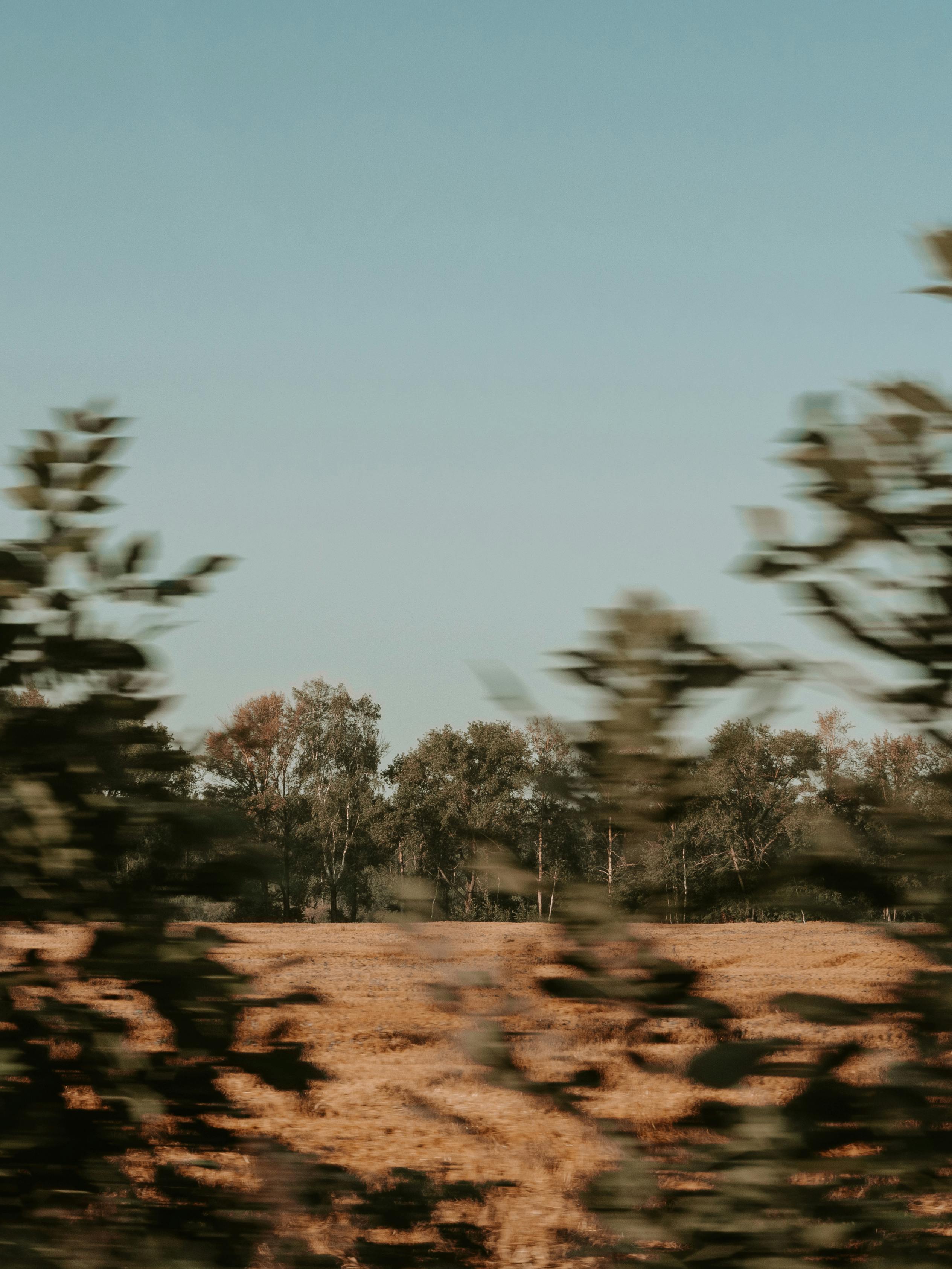 Single Tree on Grassland · Free Stock Photo