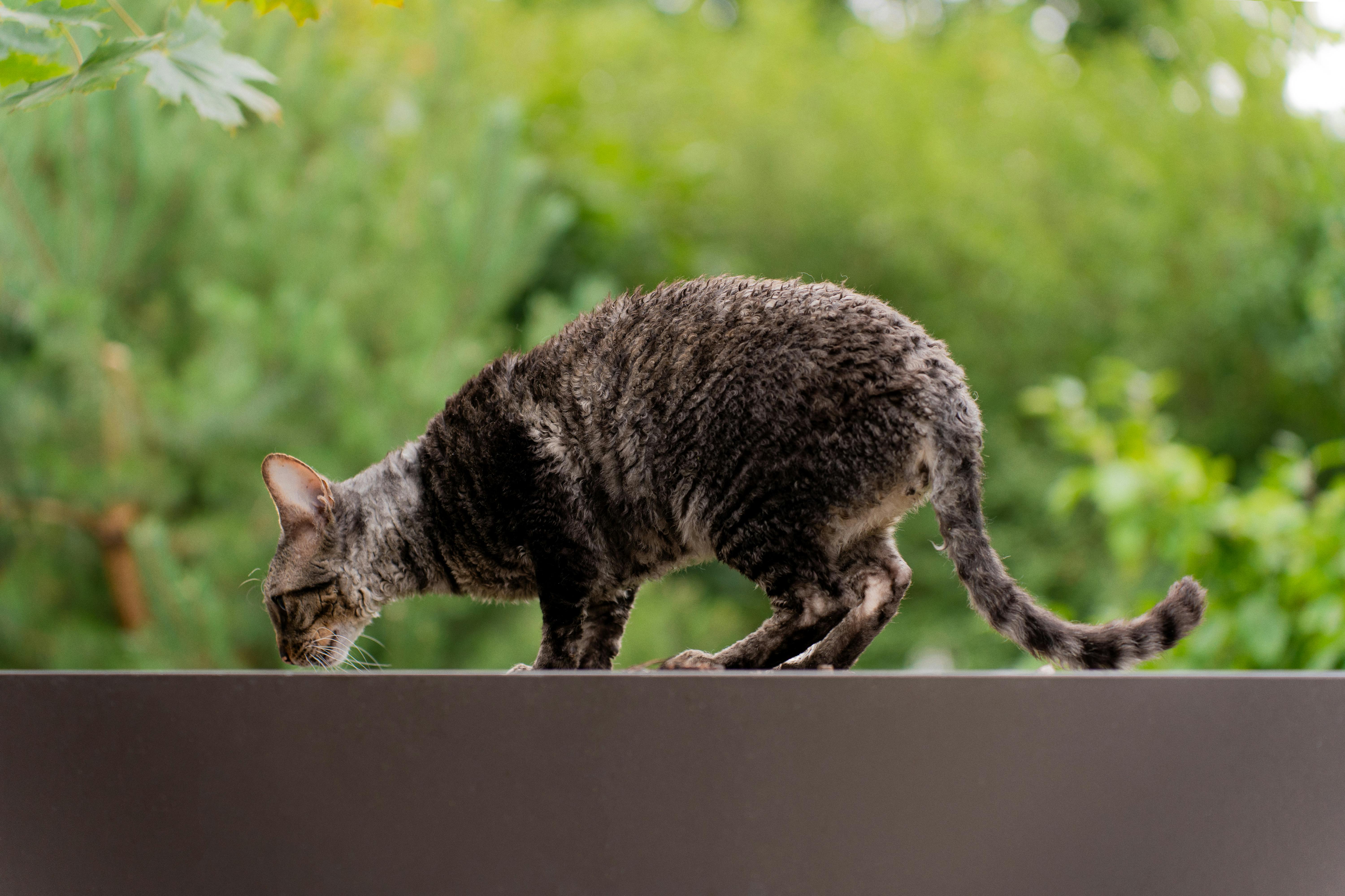 Brown Cat Sniffing Something Outdoors · Free Stock Photo