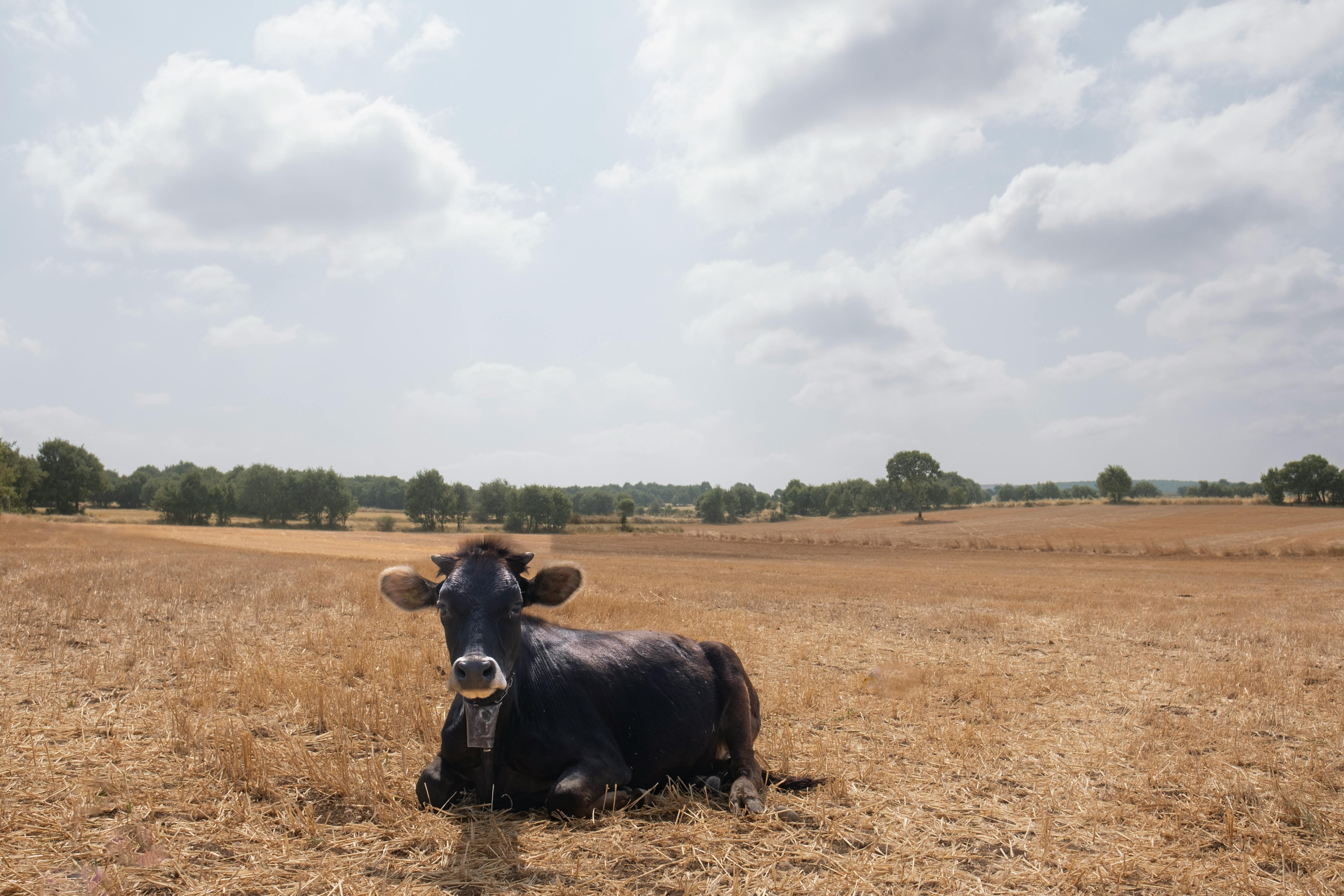 Shallow Focus Photo of Brown Cow · Free Stock Photo