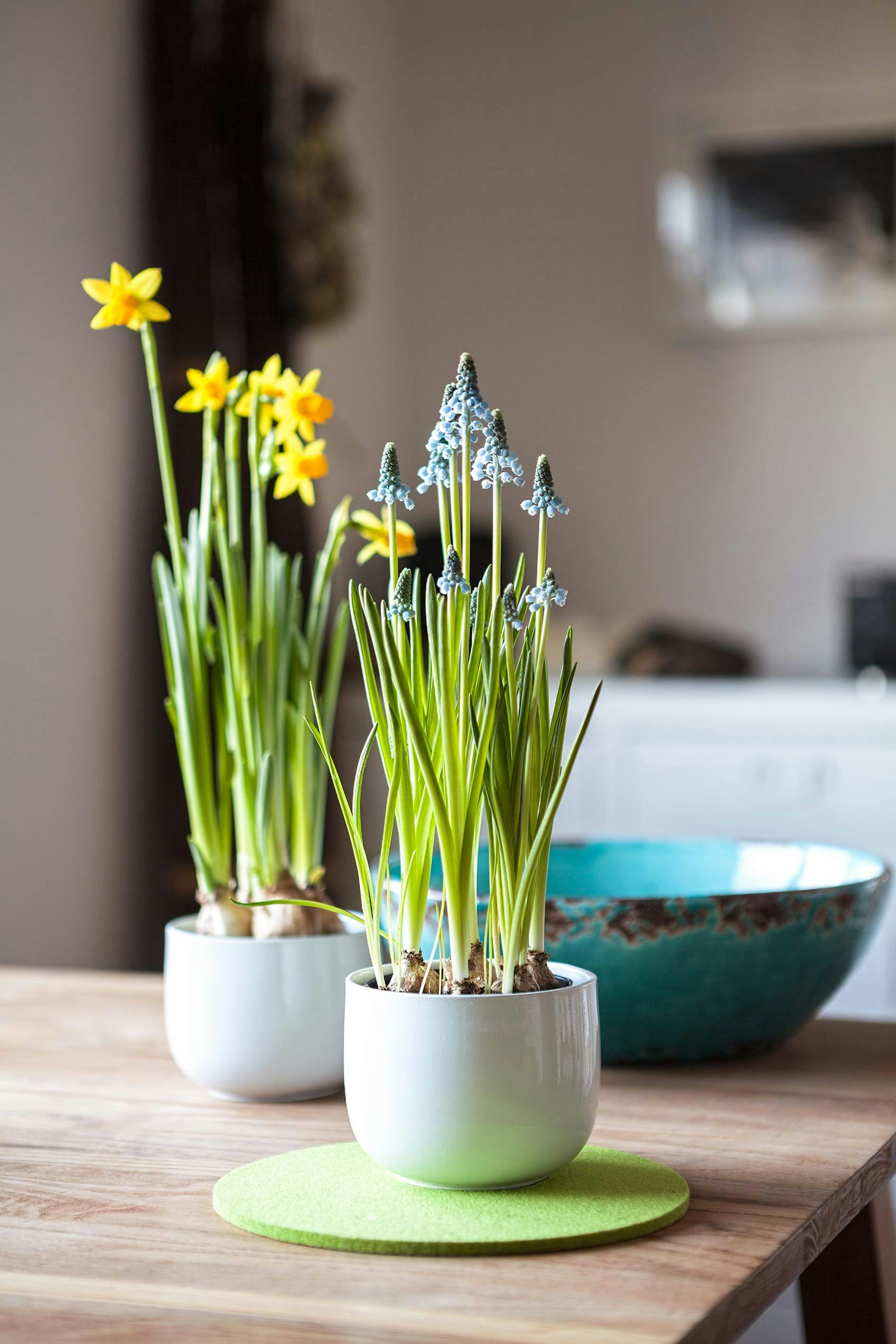 Pot Plants · Free Stock Photo