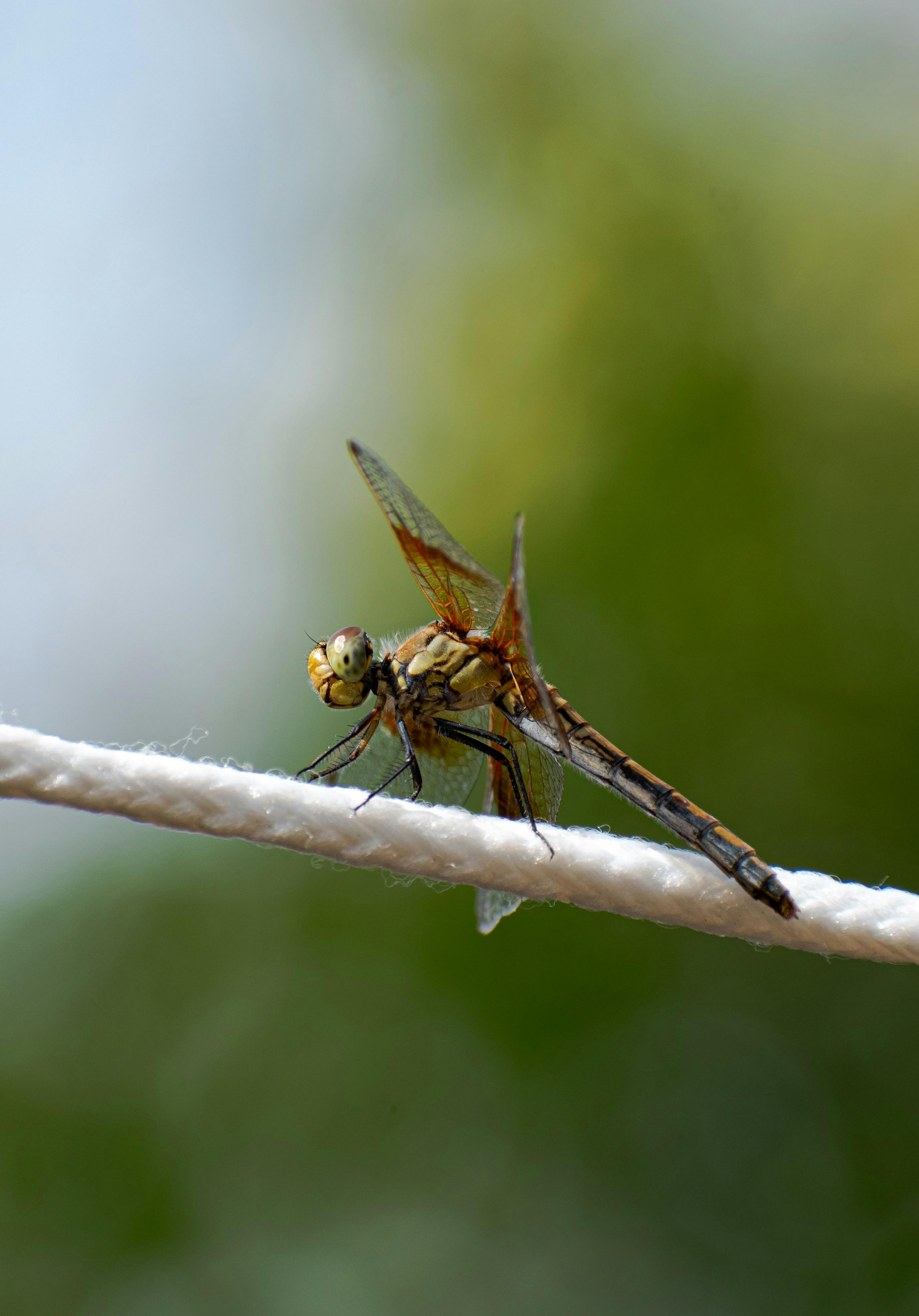 Dragonfly on String · Free Stock Photo