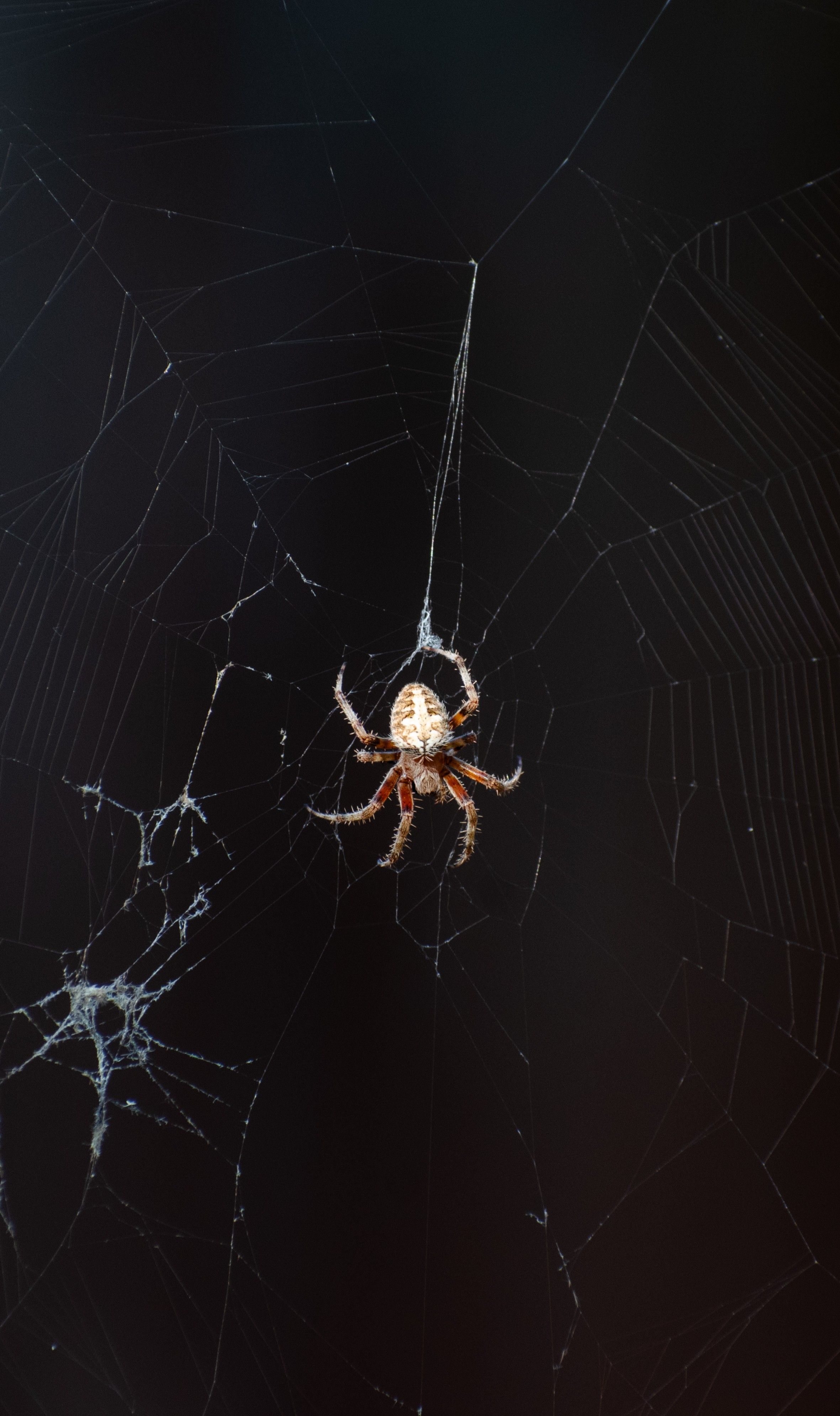 European Garden Spider Weaving a Web · Free Stock Photo