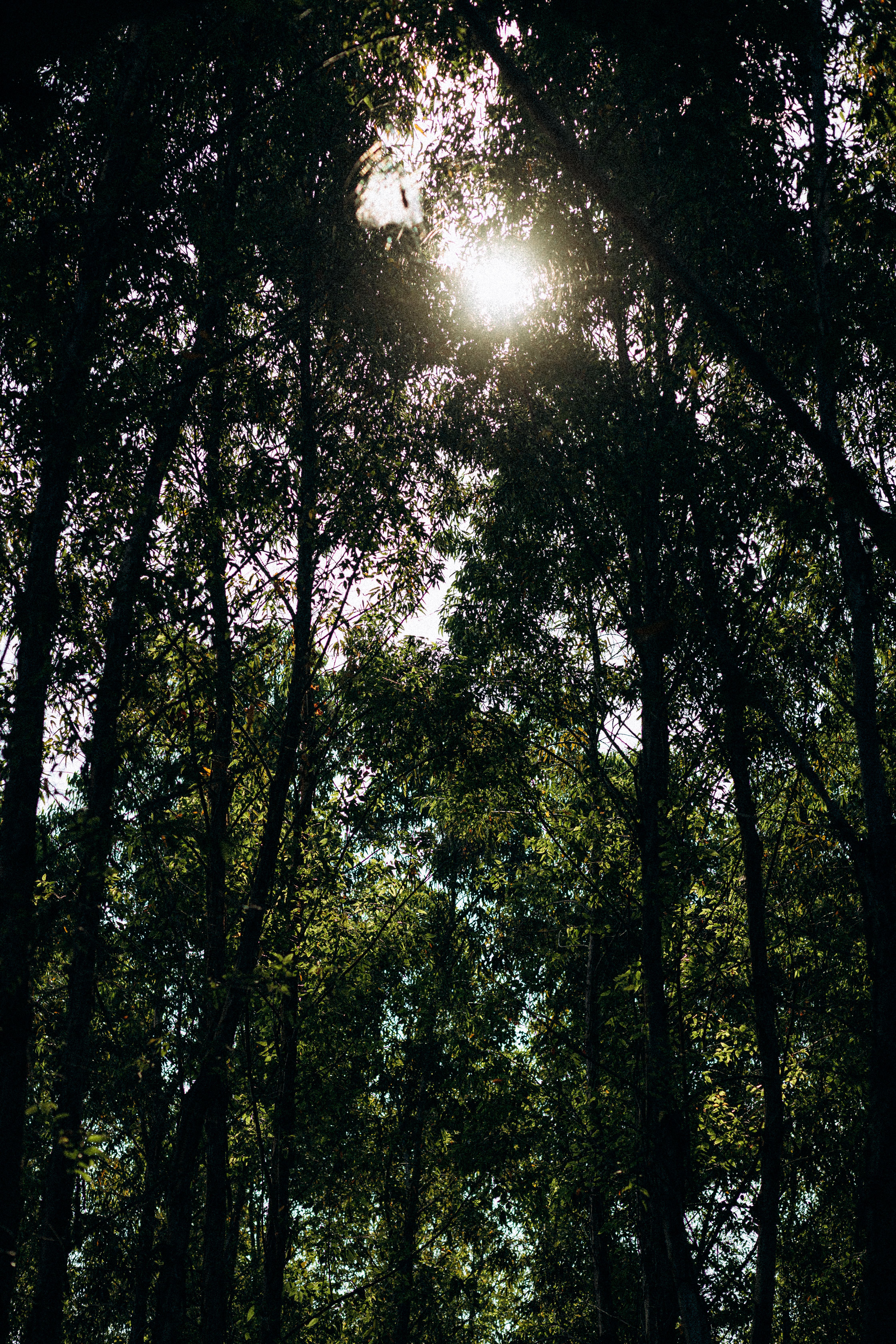 Sun Shining Through the Trees · Free Stock Photo