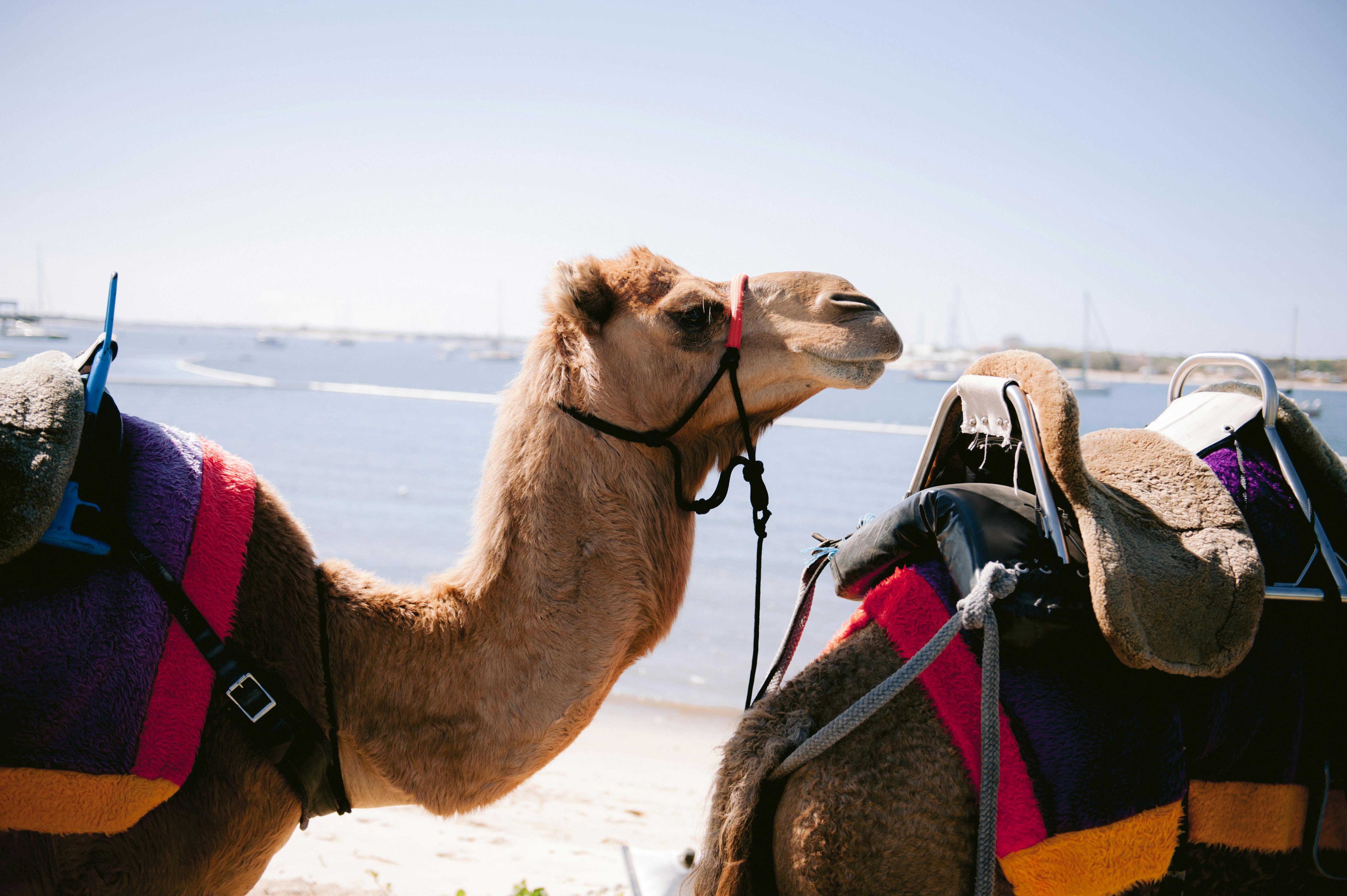 Camel with Decorated, Handmade Harness and Saddle · Free Stock Photo