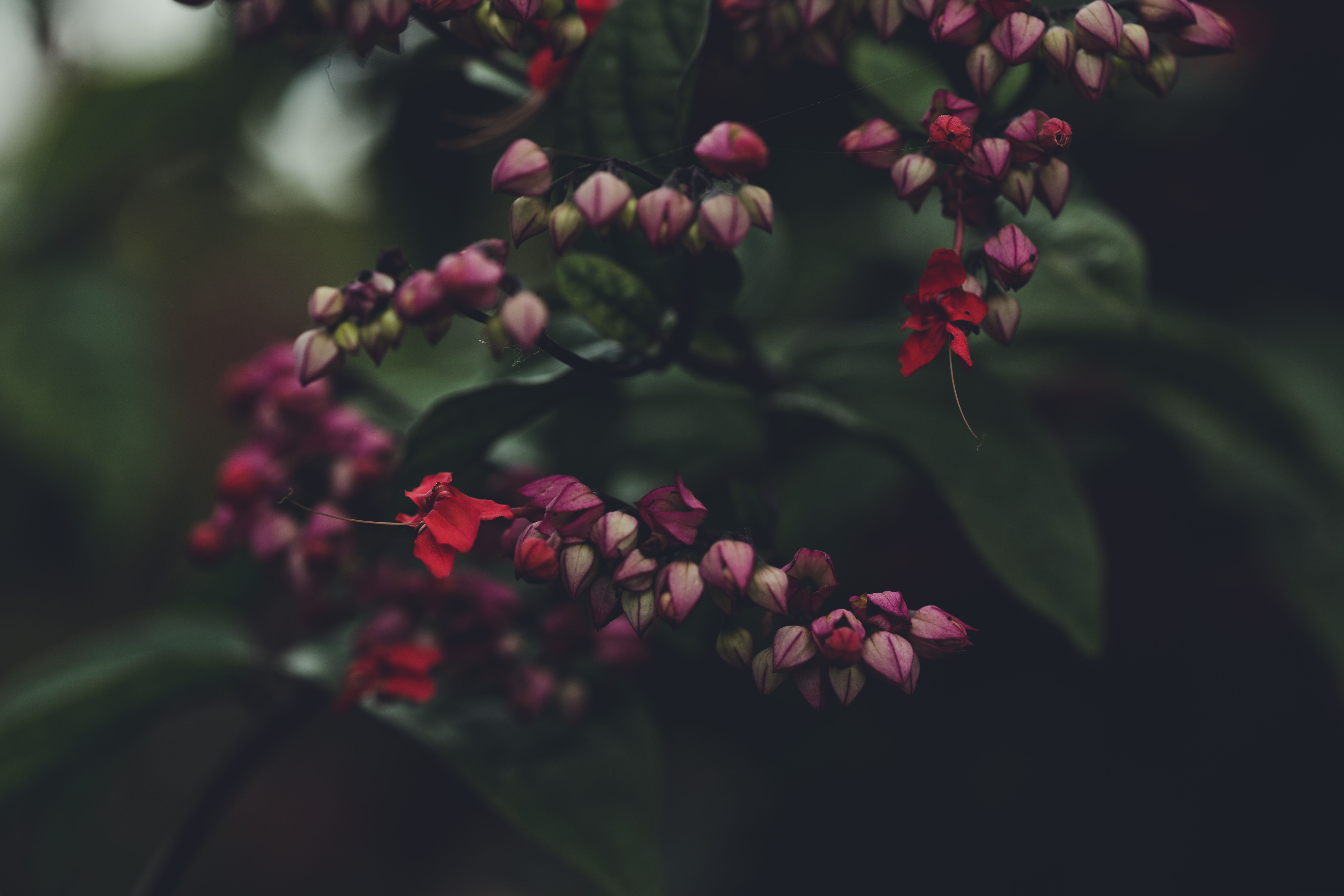Colorful Blossoms on Bush · Free Stock Photo