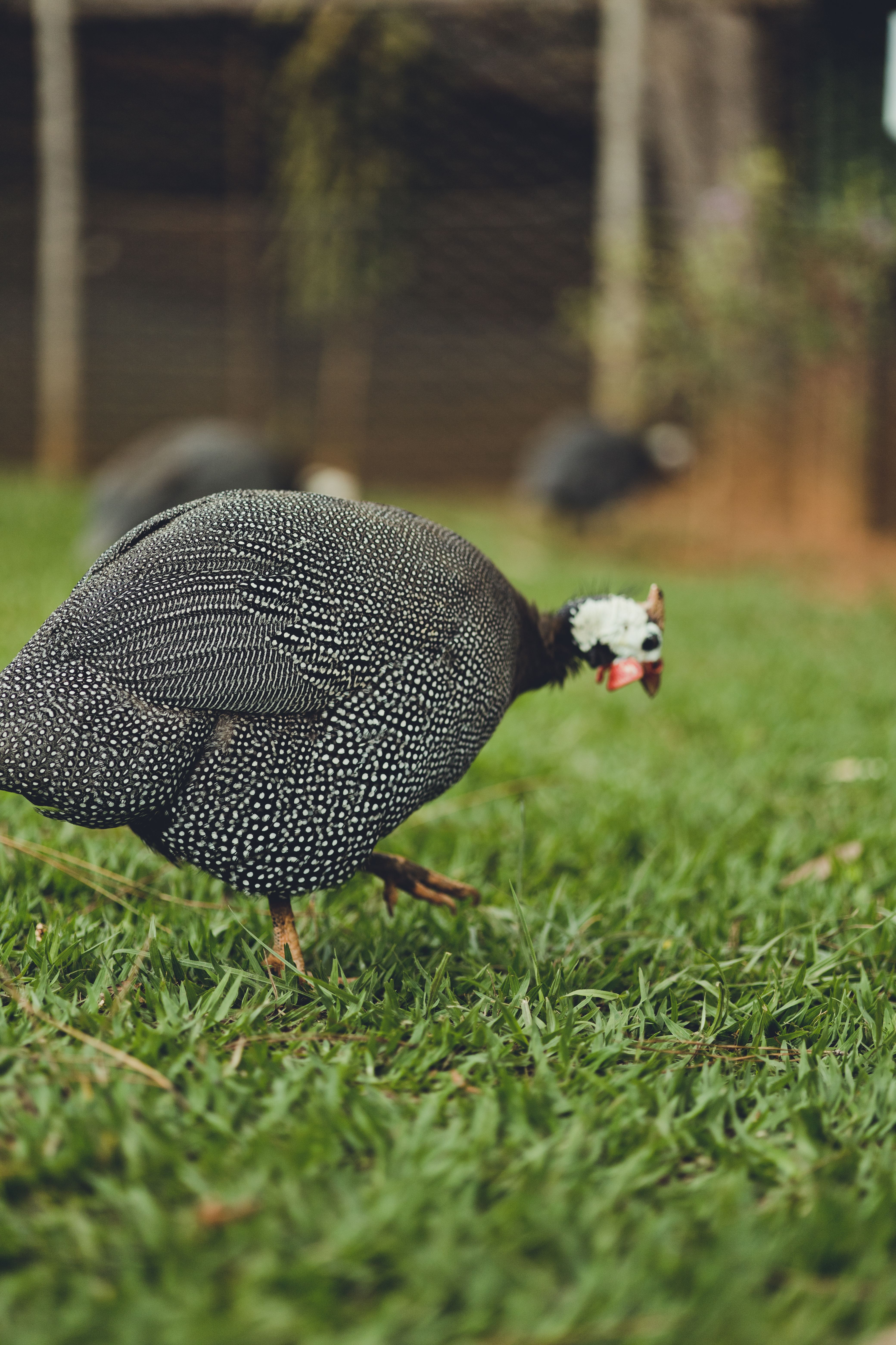 A Guinea Hen Walking on Grass · Free Stock Photo