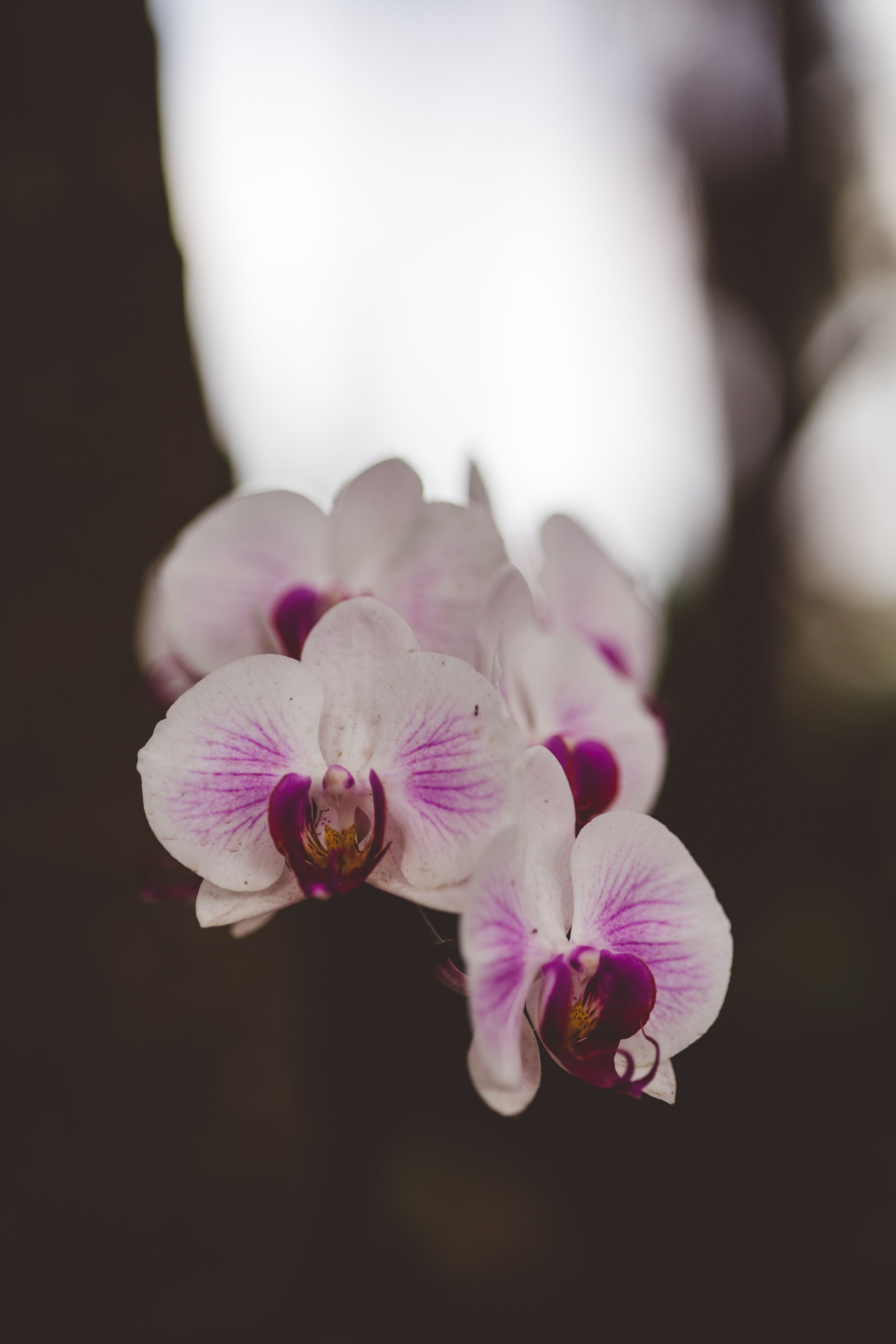 Close-up of Orchid Flower · Free Stock Photo