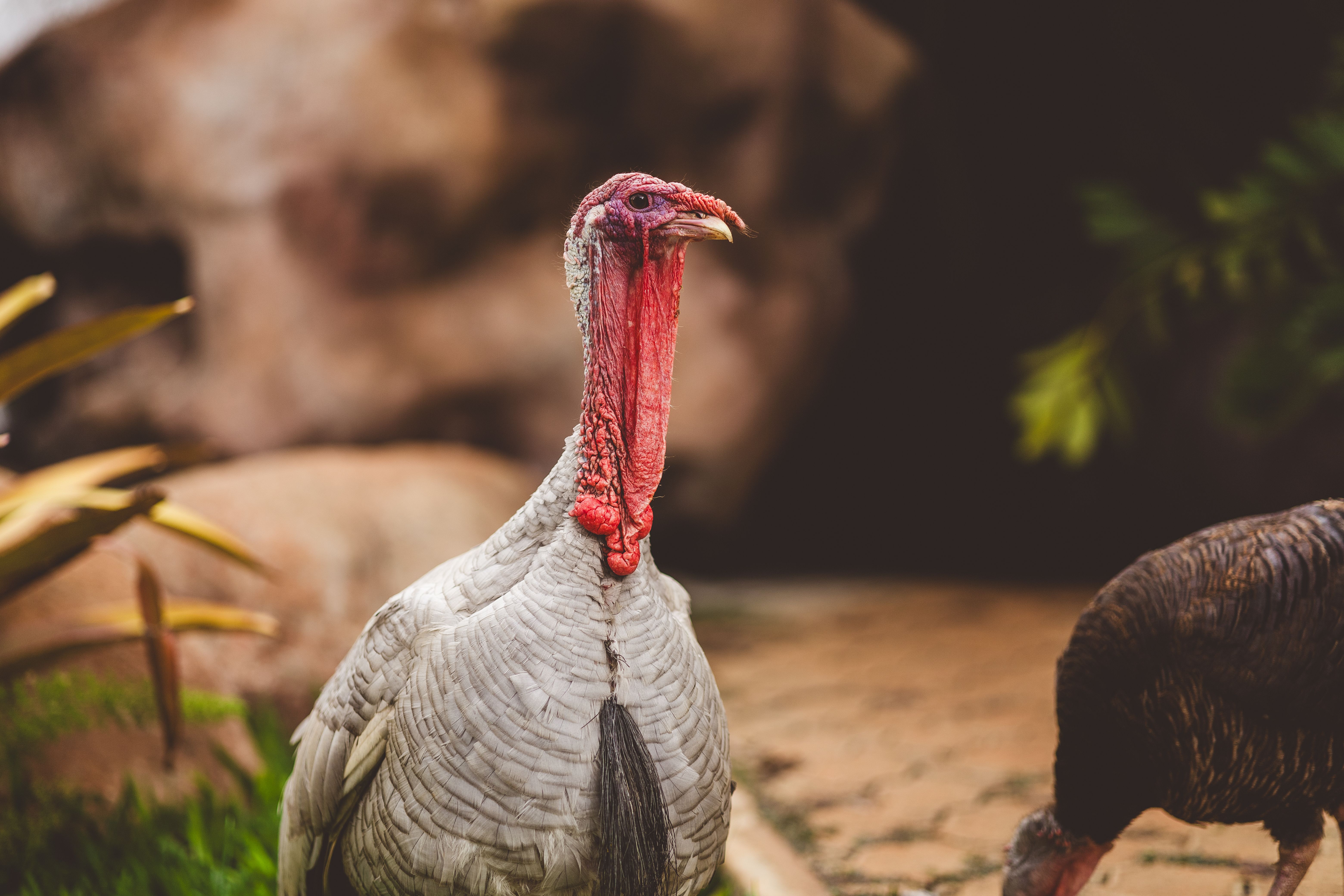 Closeup of a Turkey in the Yard · Free Stock Photo
