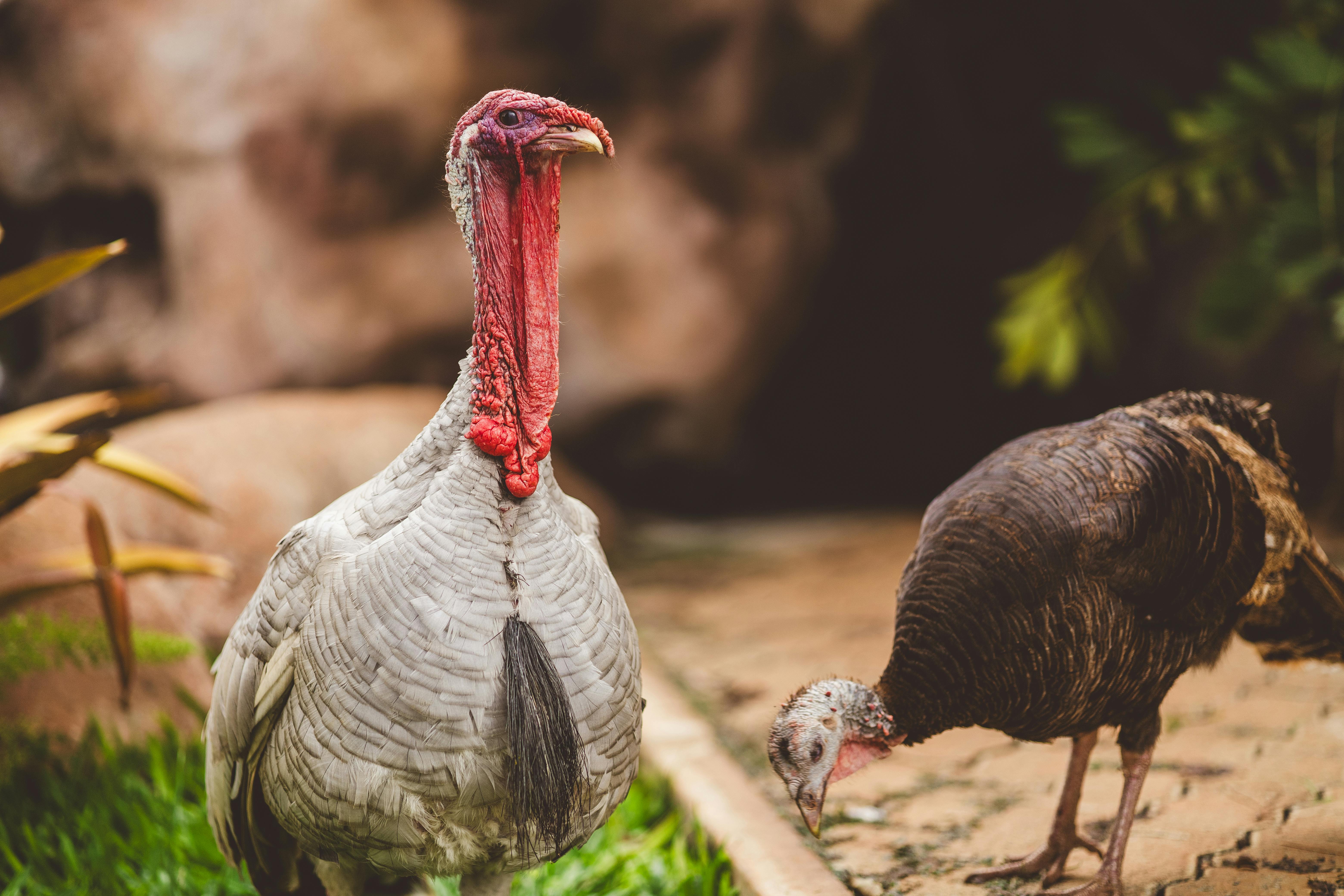 Turkeys in the Yard · Free Stock Photo