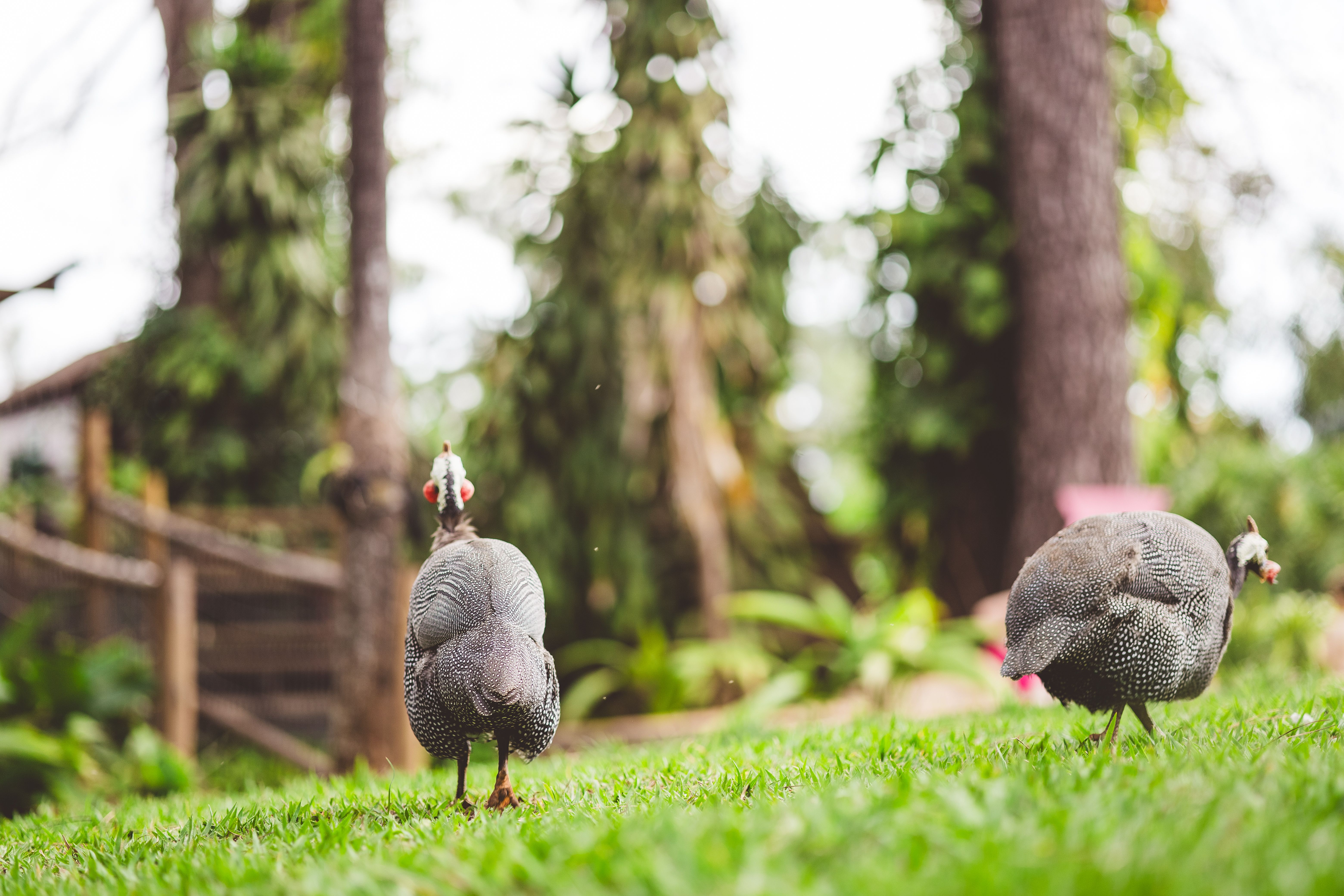 Guinea Hens Perching on Grass · Free Stock Photo