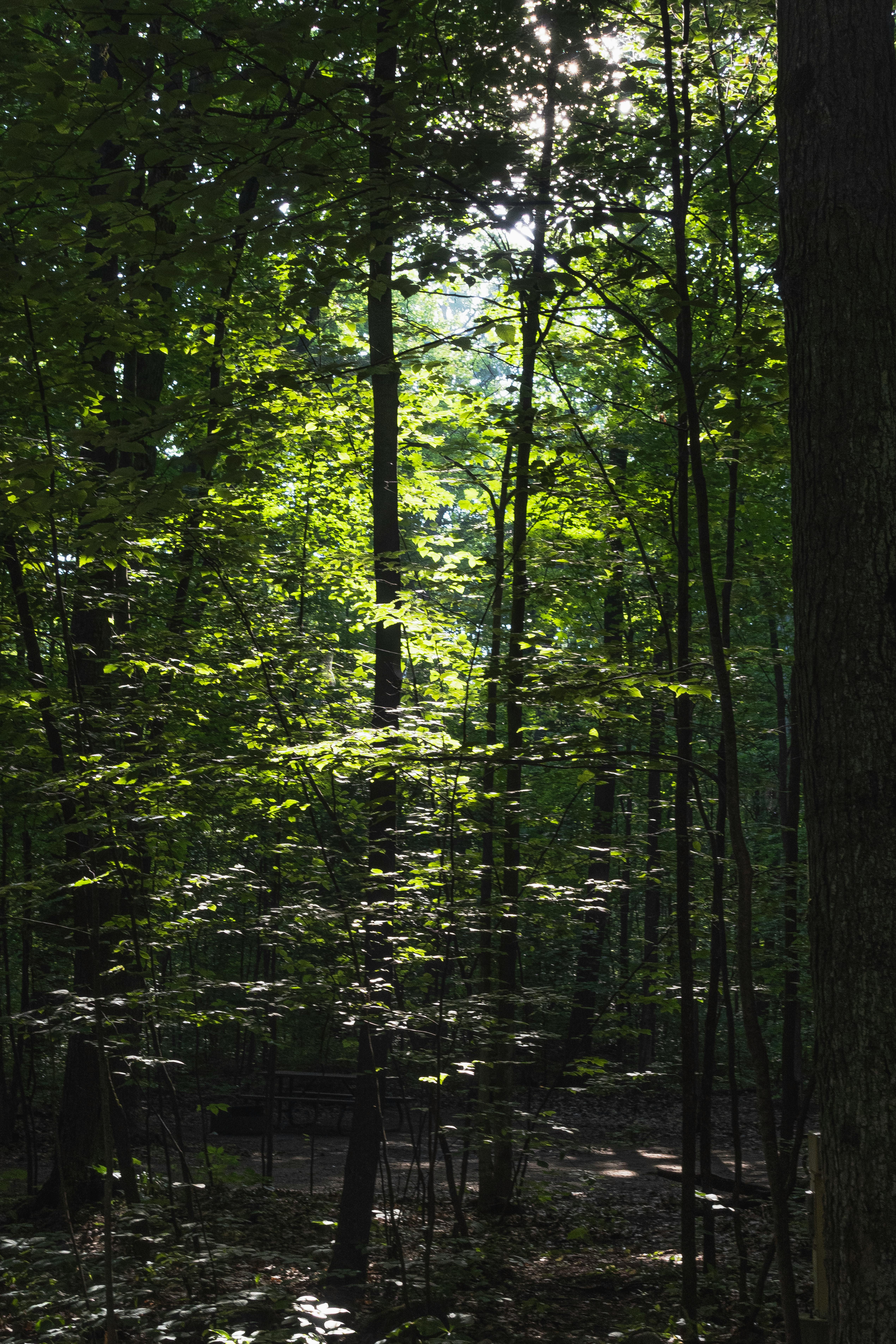 Landscape With Light Coding Through Trees Photos, Download The BEST ...