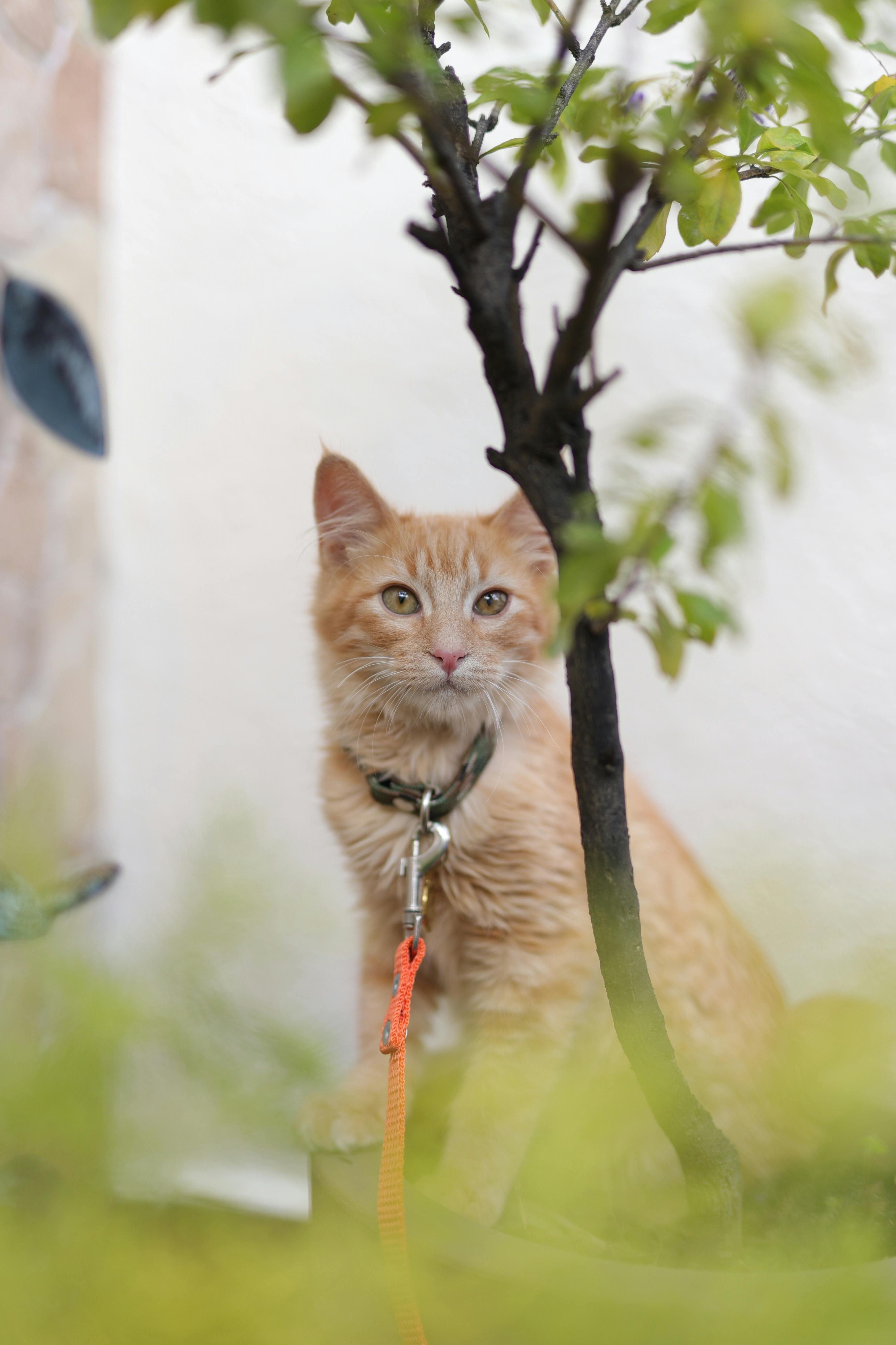 Cat near Tree · Free Stock Photo
