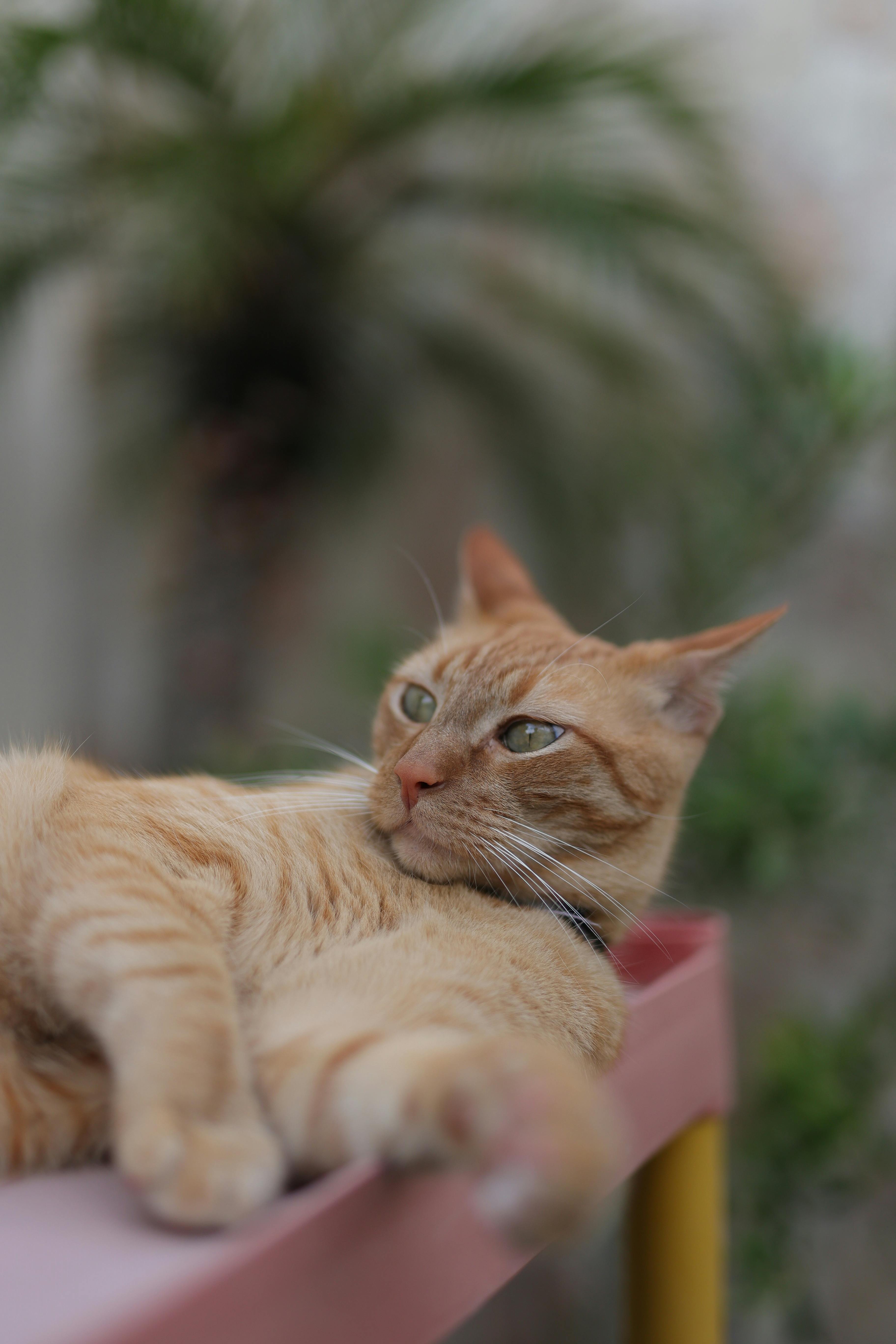 Downy Ginger Cat · Free Stock Photo