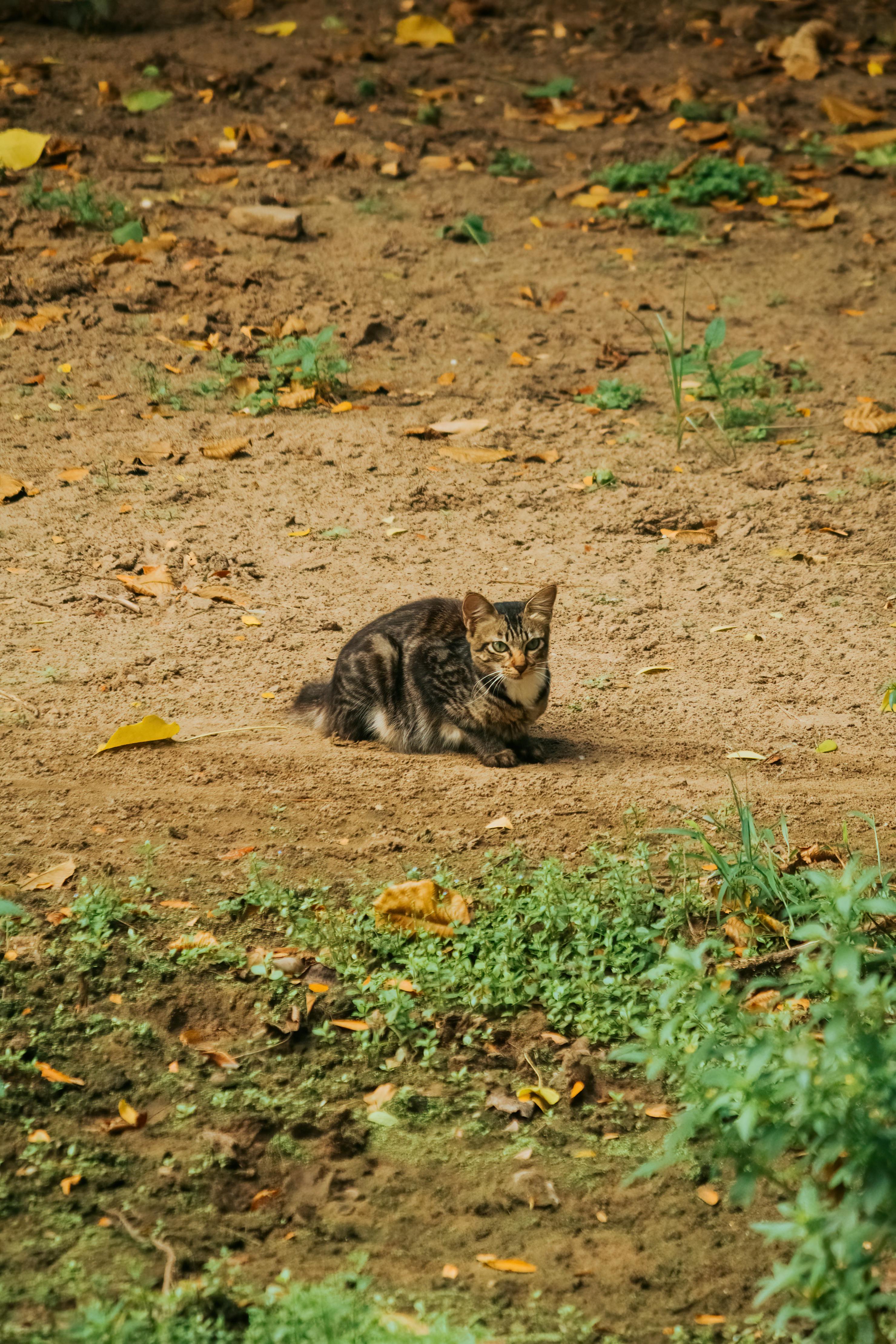 Sandy Patch Photos, Download The BEST Free Sandy Patch Stock Photos ...