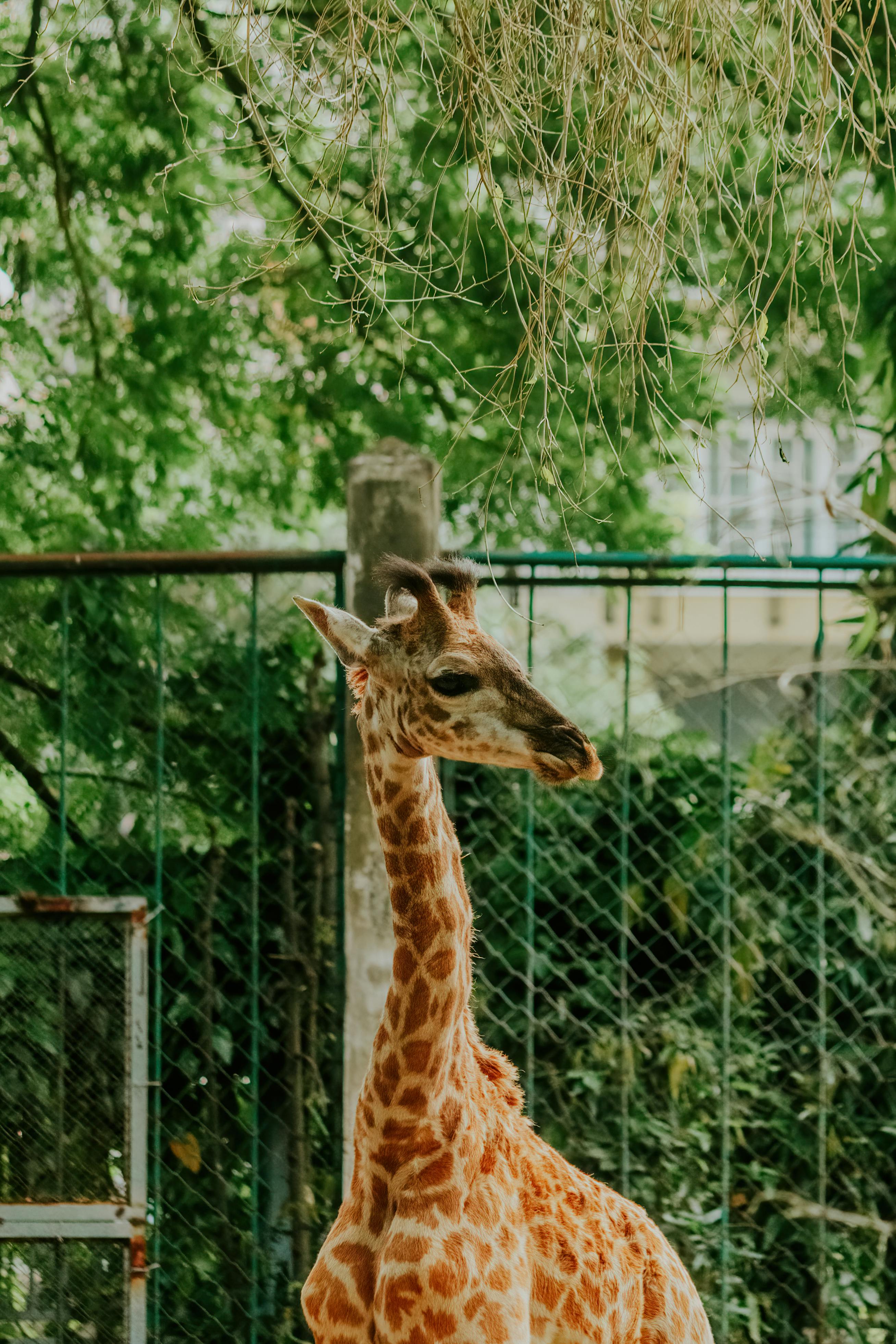 Colored Giraffe Photos, Download The BEST Free Colored Giraffe Stock ...