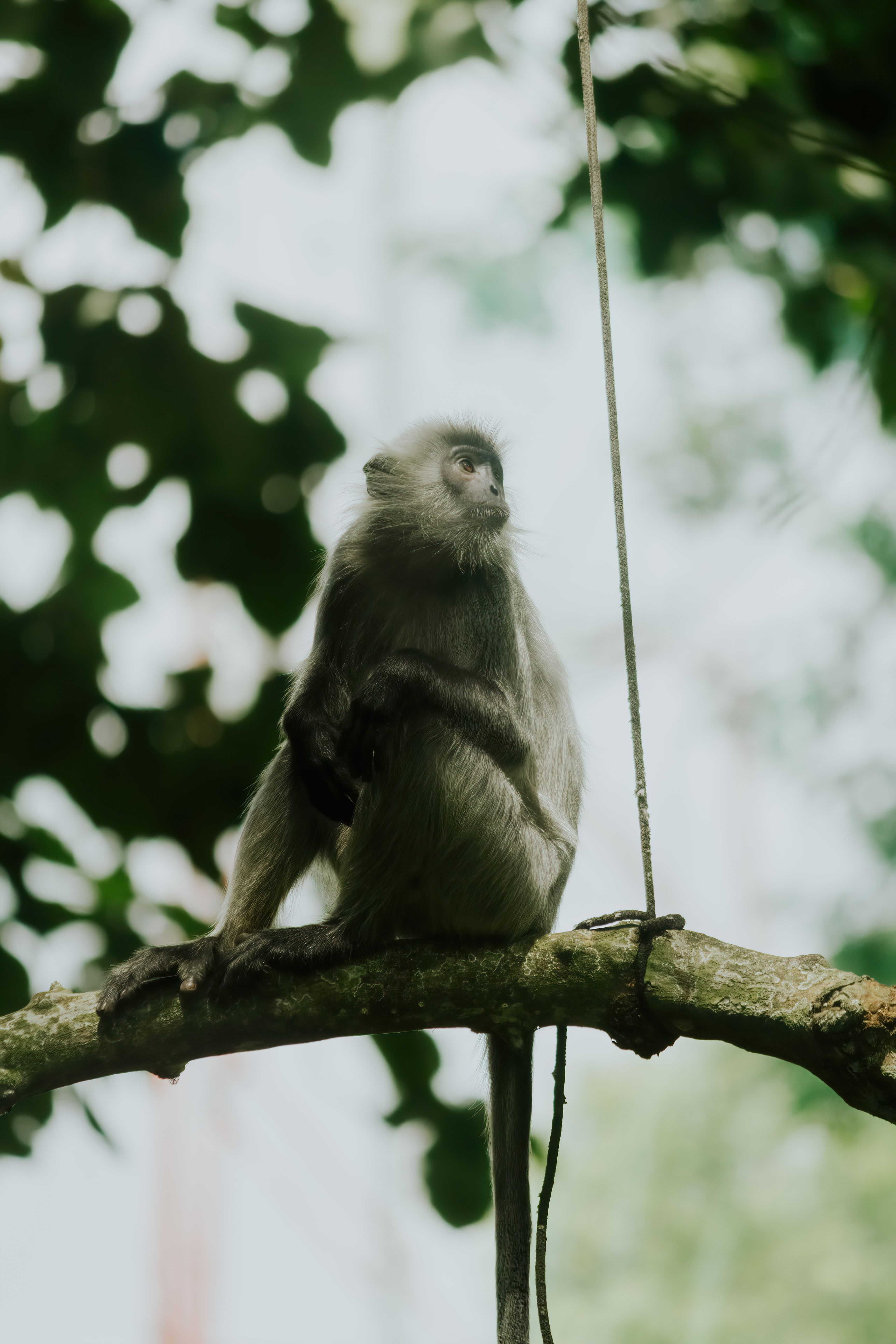 Photo of a Silver Monkey Sitting on a Branch · Free Stock Photo