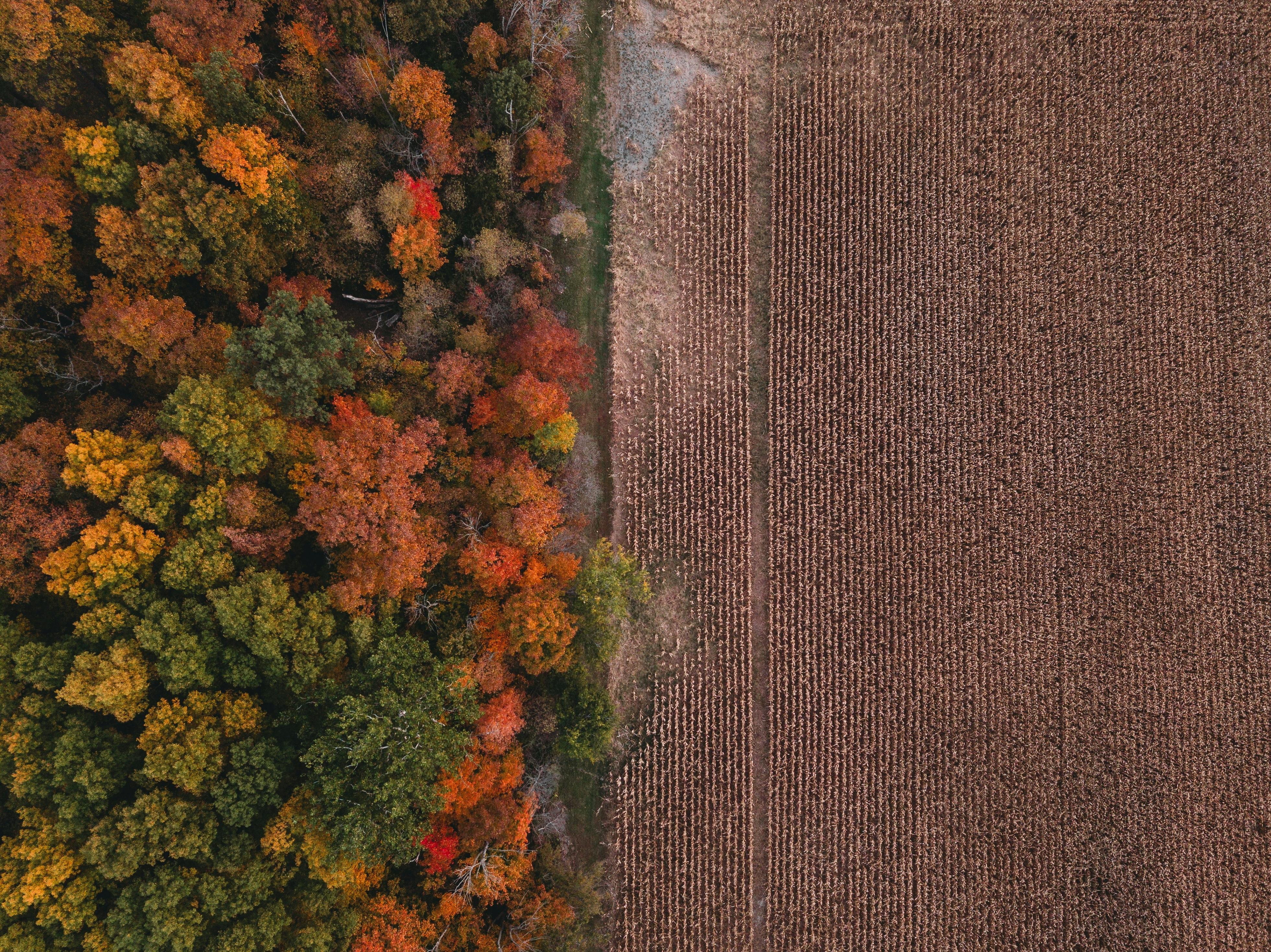 Cropland next to a Forest in Fall · Free Stock Photo
