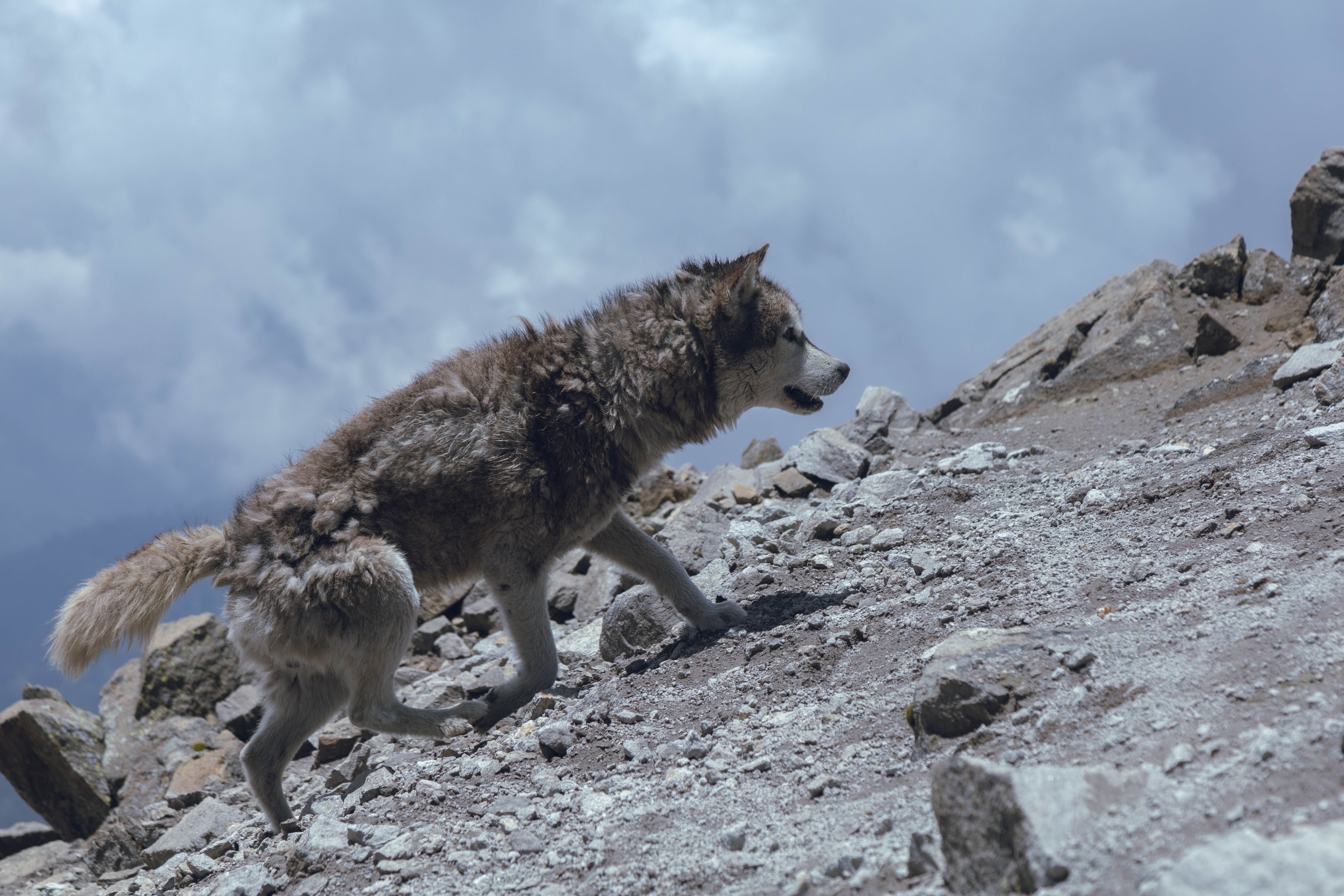 Wolf On Hill Photos, Download The BEST Free Wolf On Hill Stock Photos ...