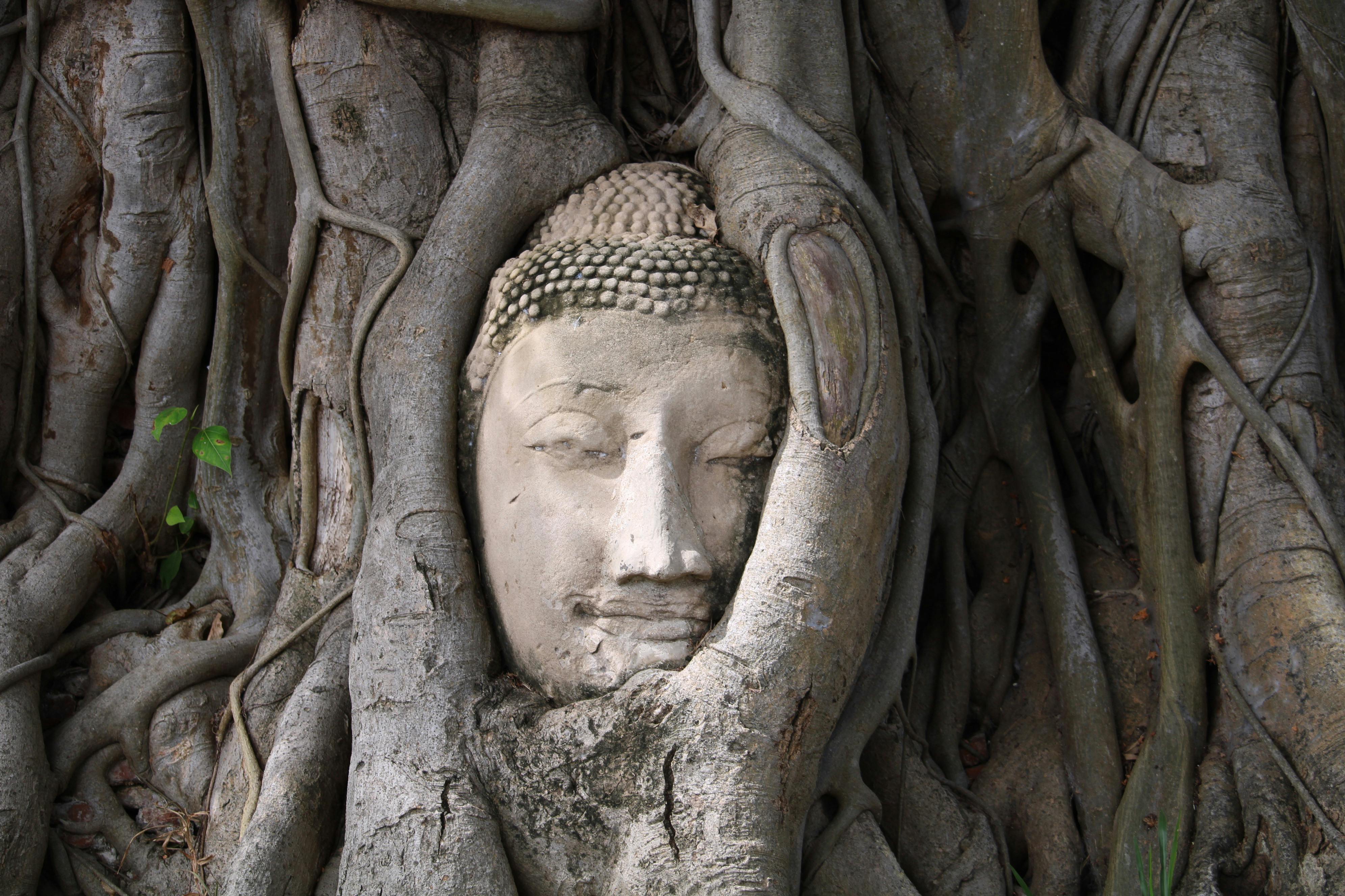 Carved Face of Buddha between Tree Roots · Free Stock Photo