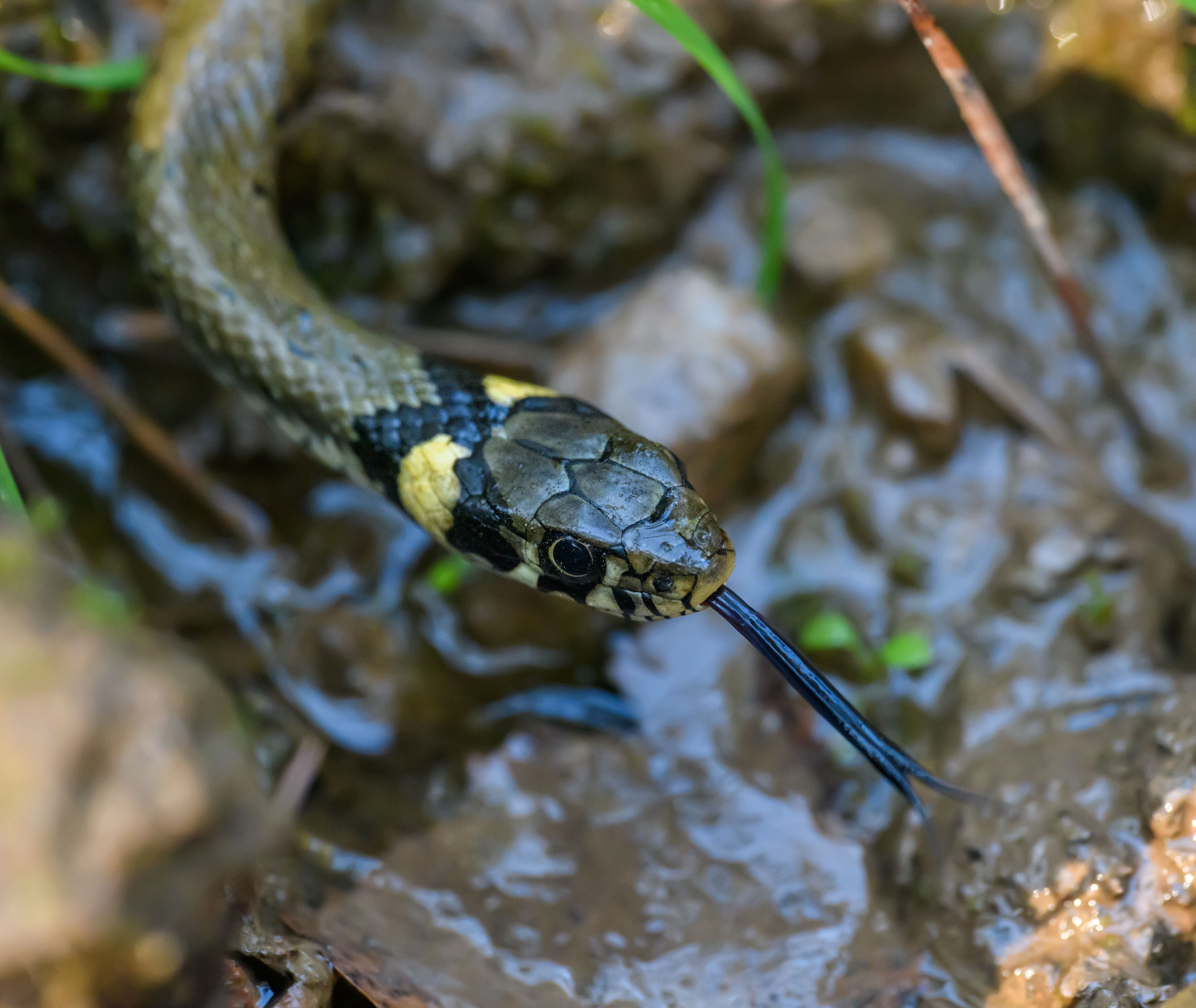 Close-up of a Snake · Free Stock Photo