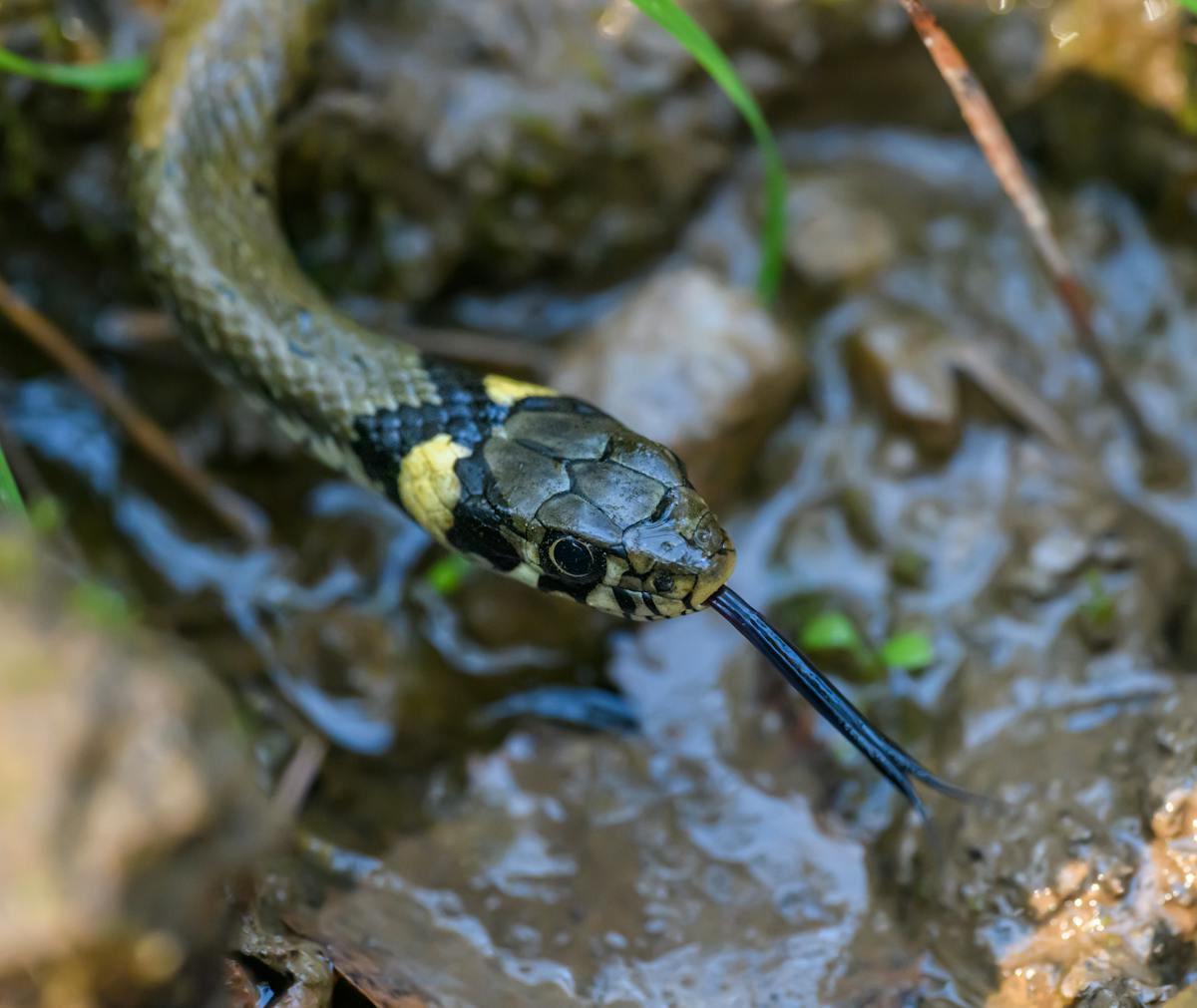 Snake Io Note Blocked Photos, Download The BEST Free Snake Io Note ...