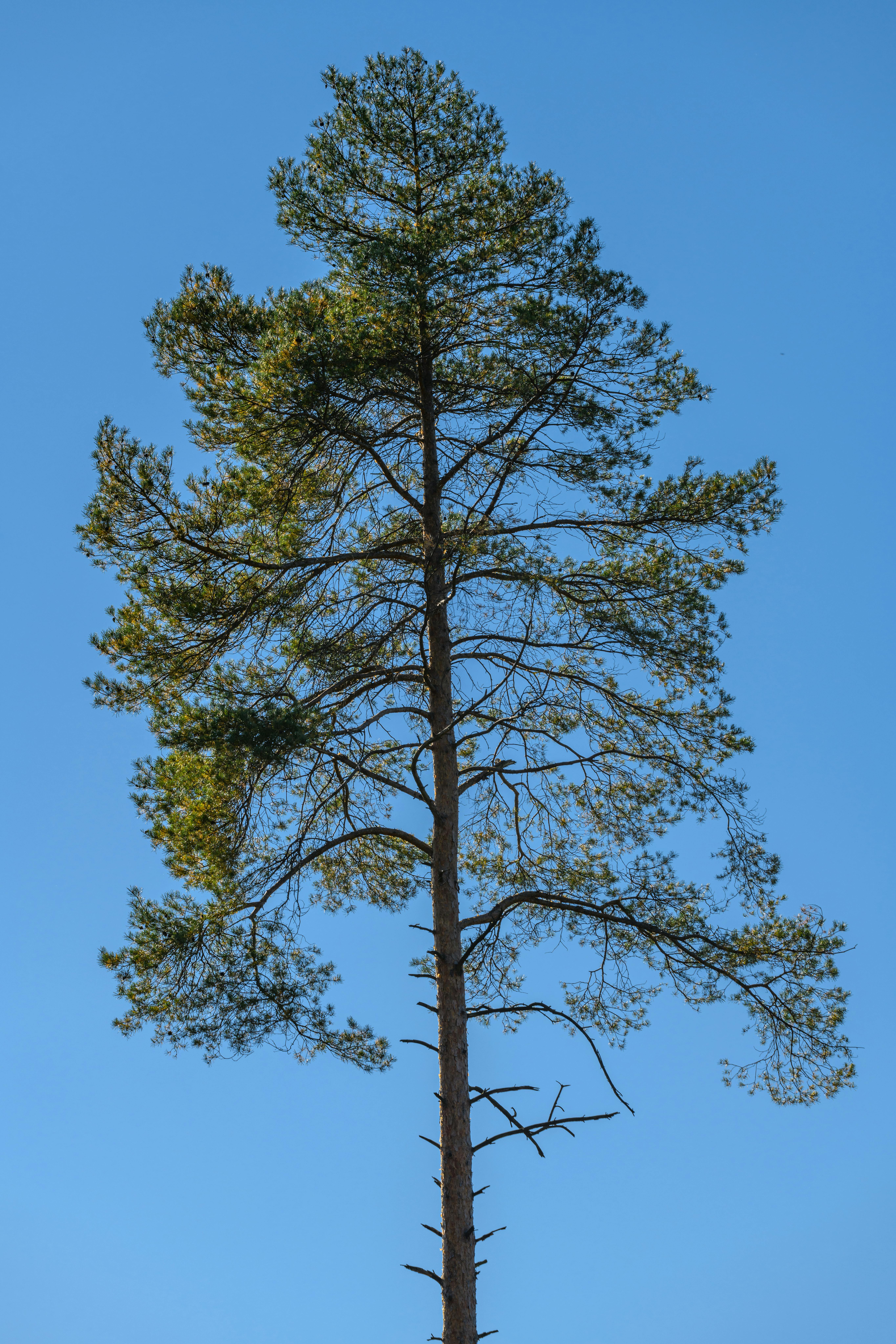 Single Pine Tree against Blue Sky · Free Stock Photo