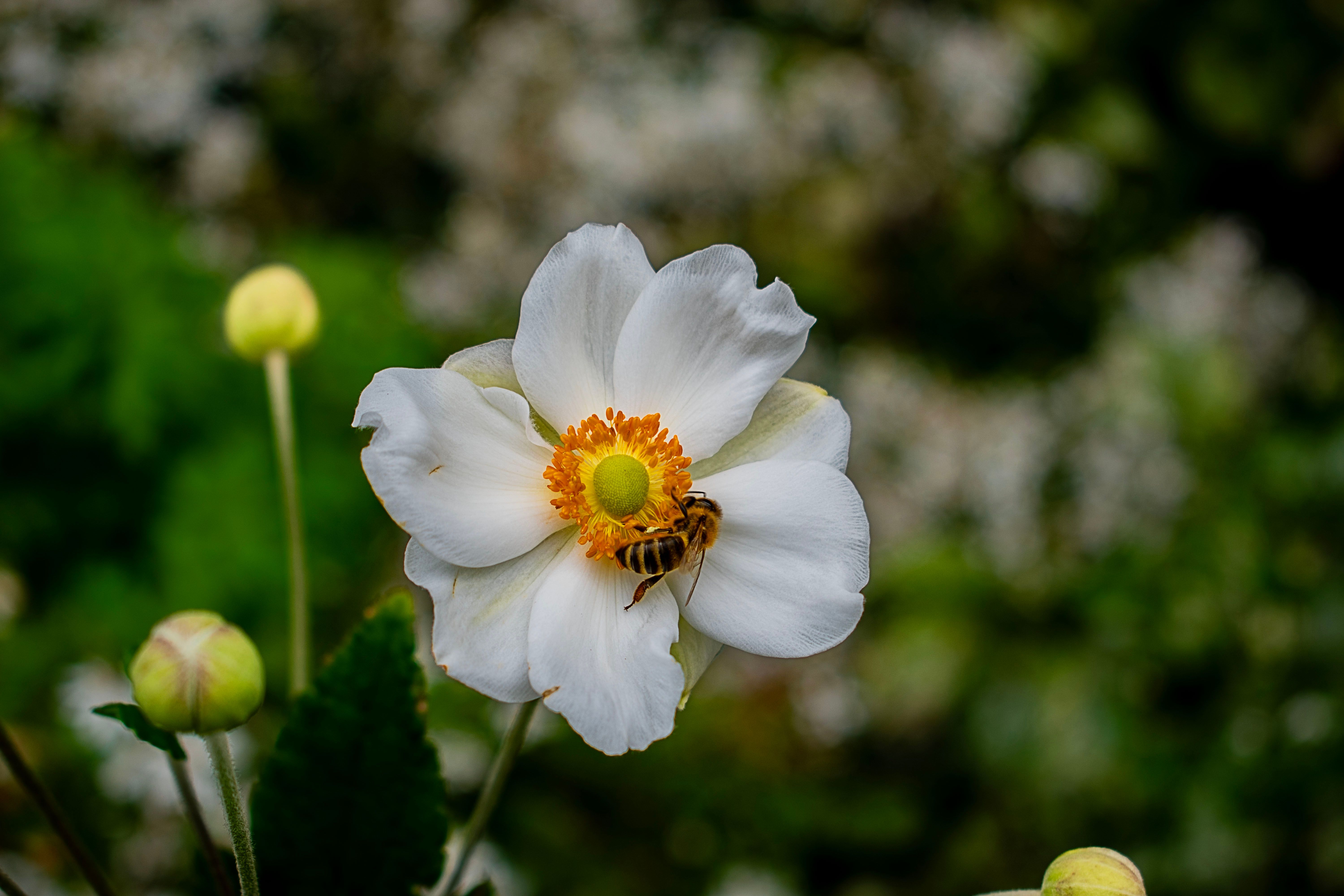 Blake Blossom Photos, Download The BEST Free Blake Blossom Stock Photos ...