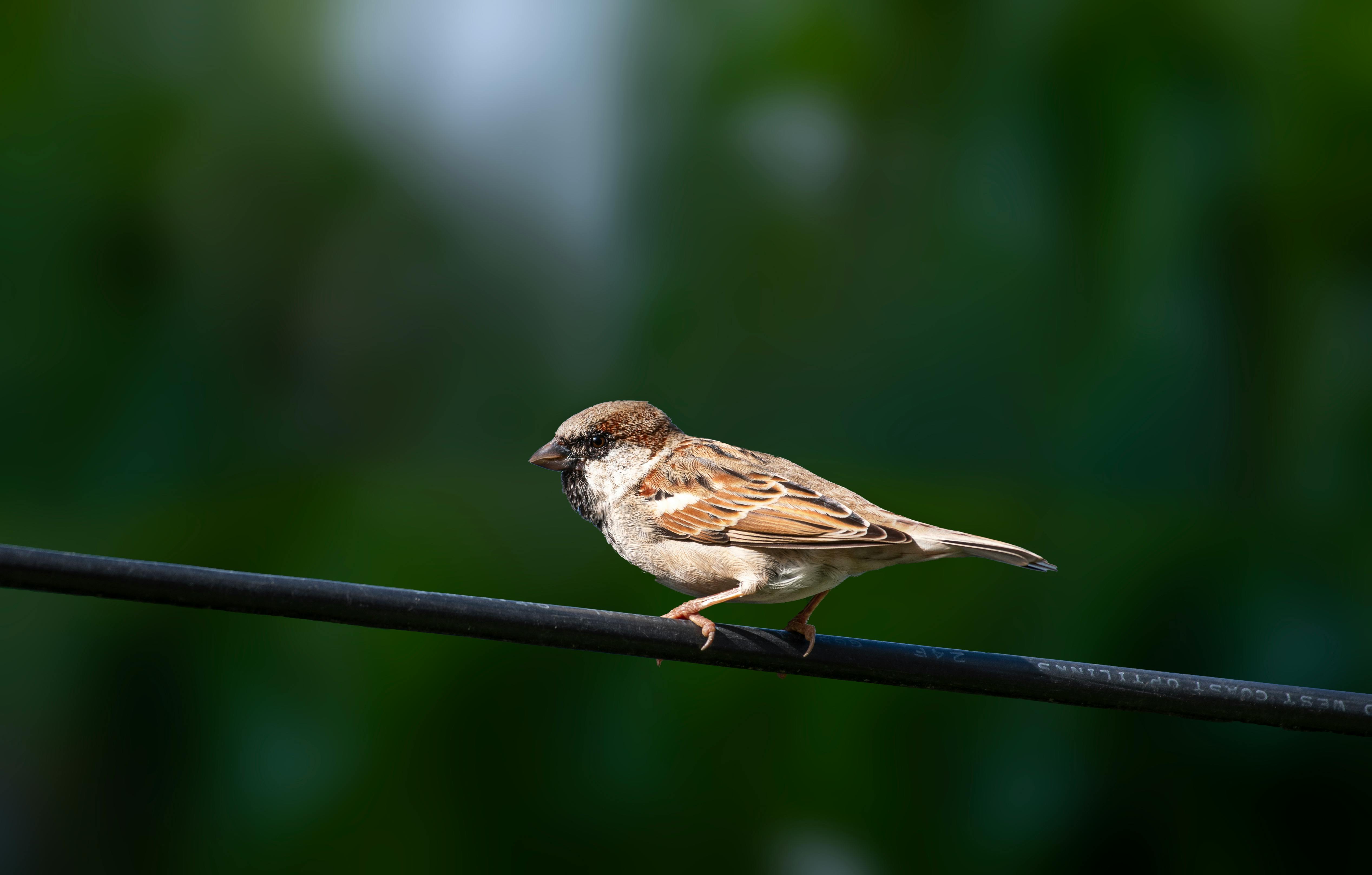 Sparrow Bird Close-up Photography · Free Stock Photo