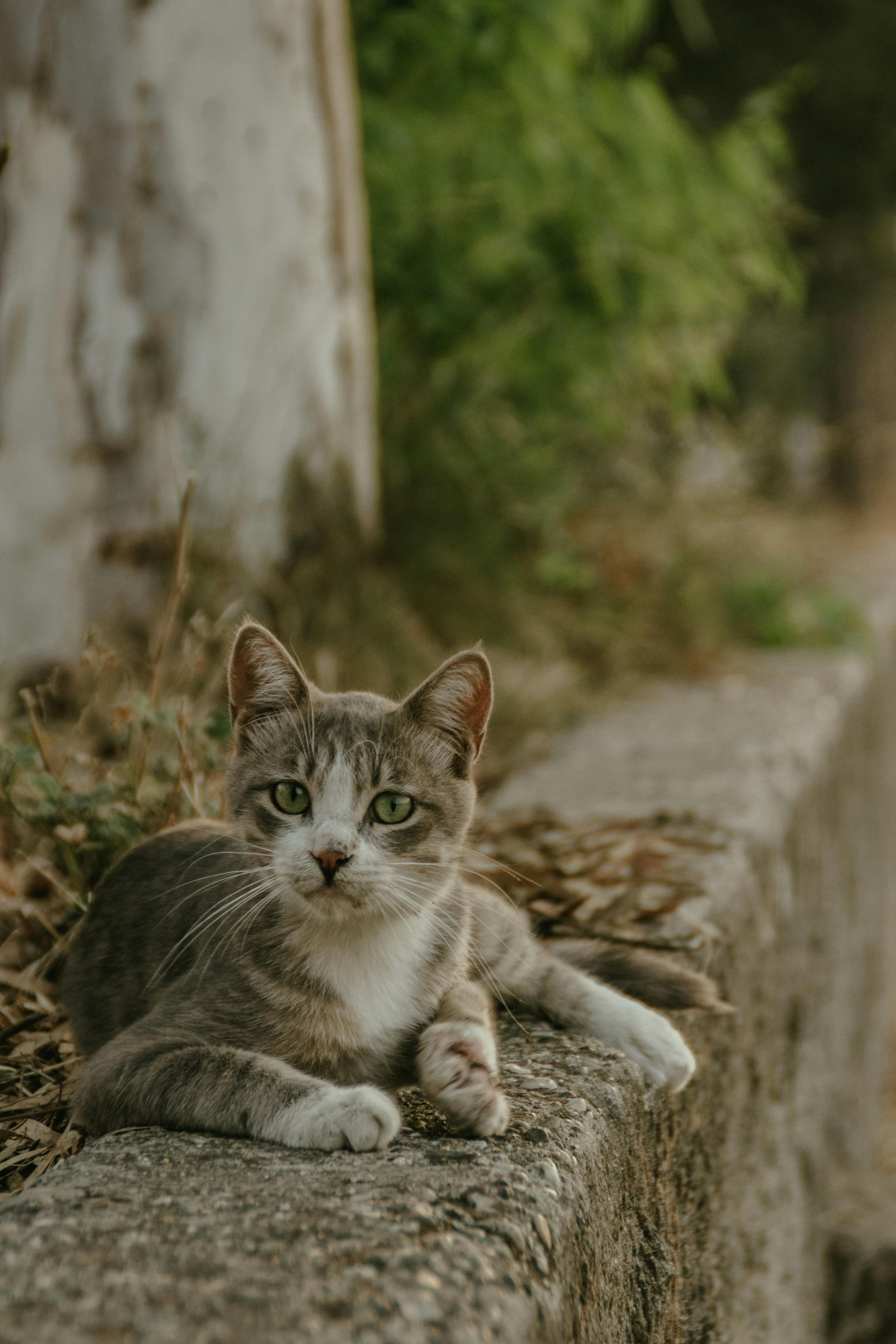 Cat Lying on a Curb · Free Stock Photo