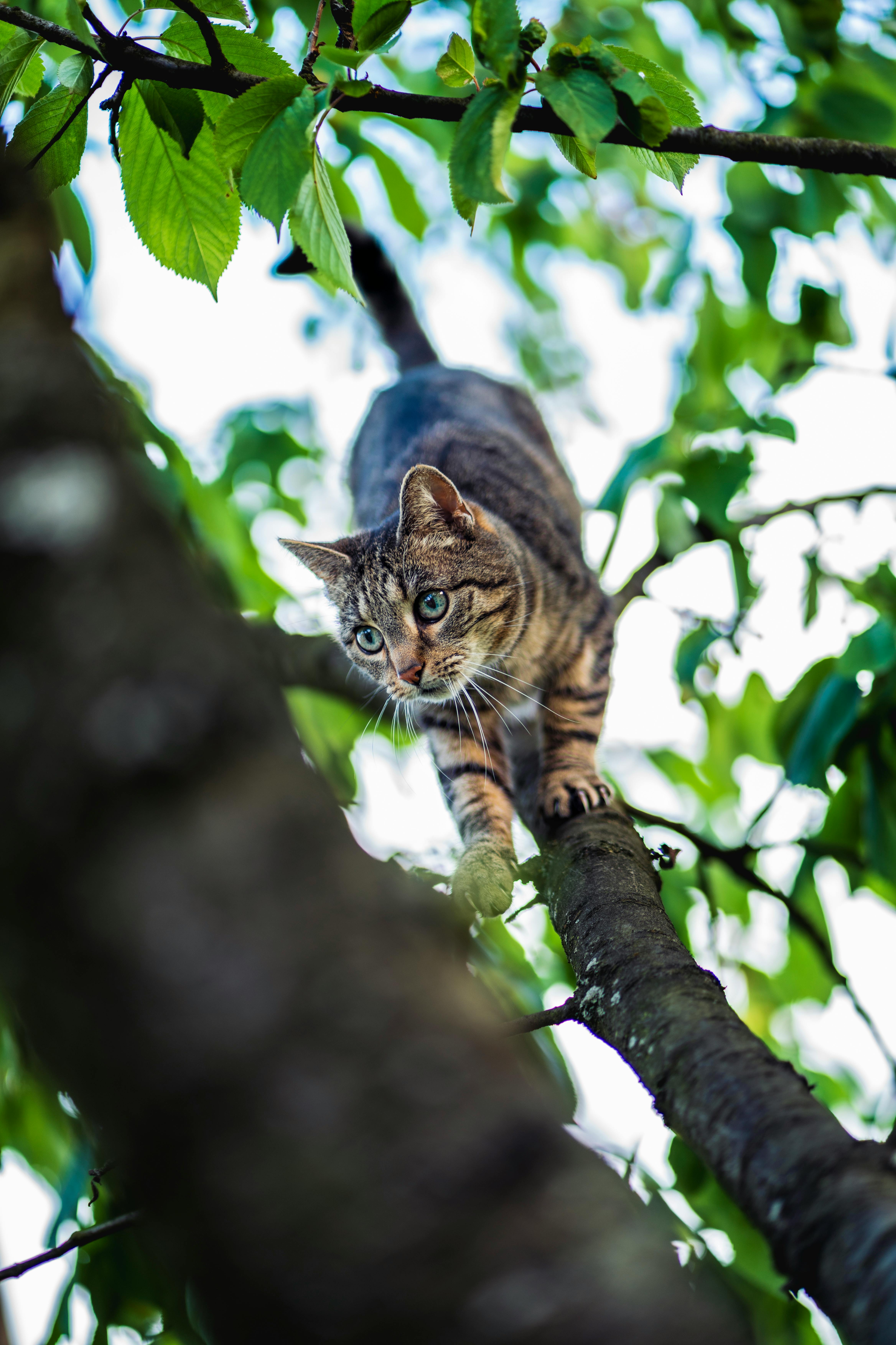 Cat Password Photos, Download The BEST Free Cat Password Stock Photos ...