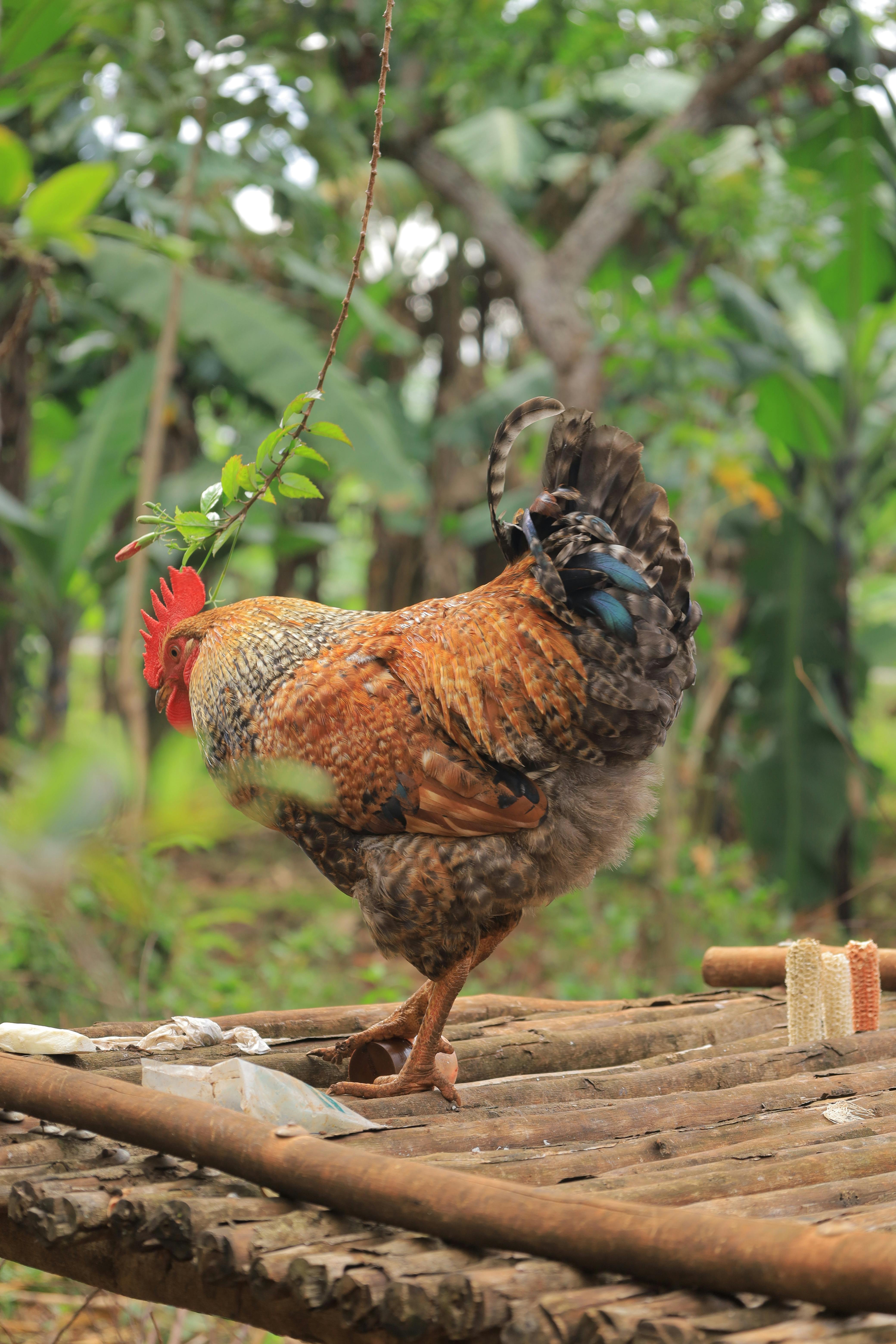 Rooster Walking on a Wooden Platform · Free Stock Photo