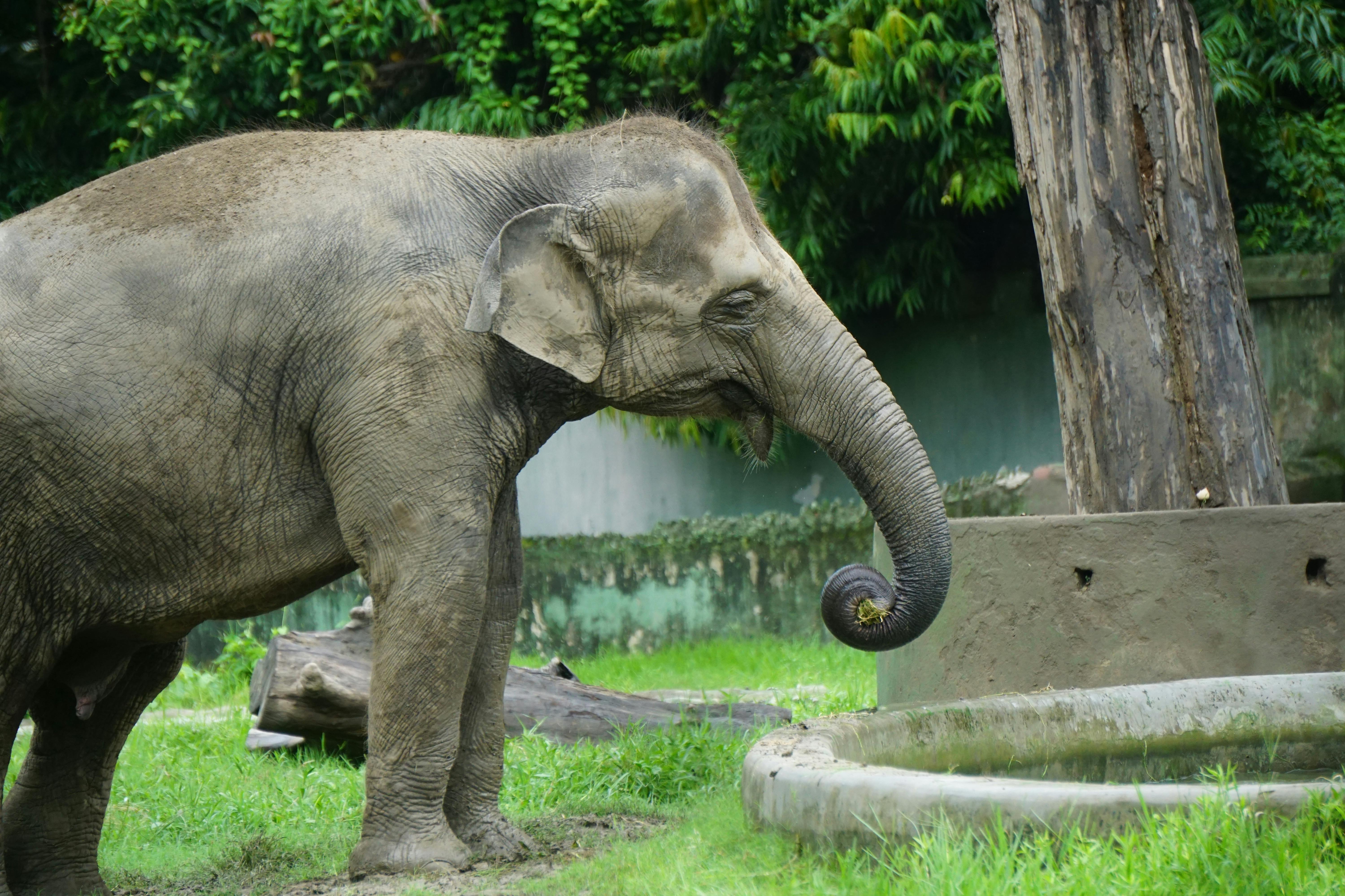 Foto stok gratis tentang alam, batang pohon, bengal barat, binatang ...