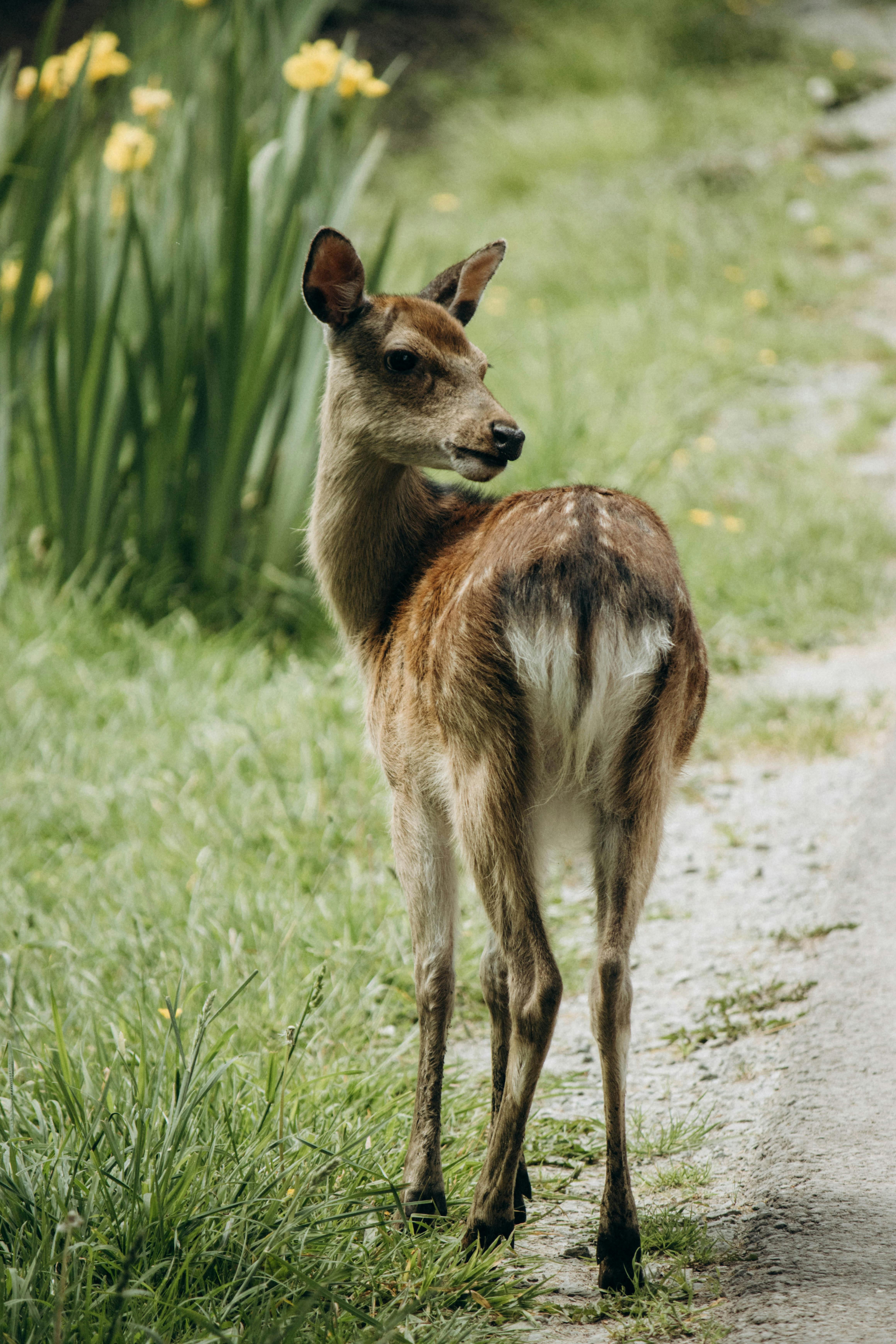 Back View of Fawn · Free Stock Photo