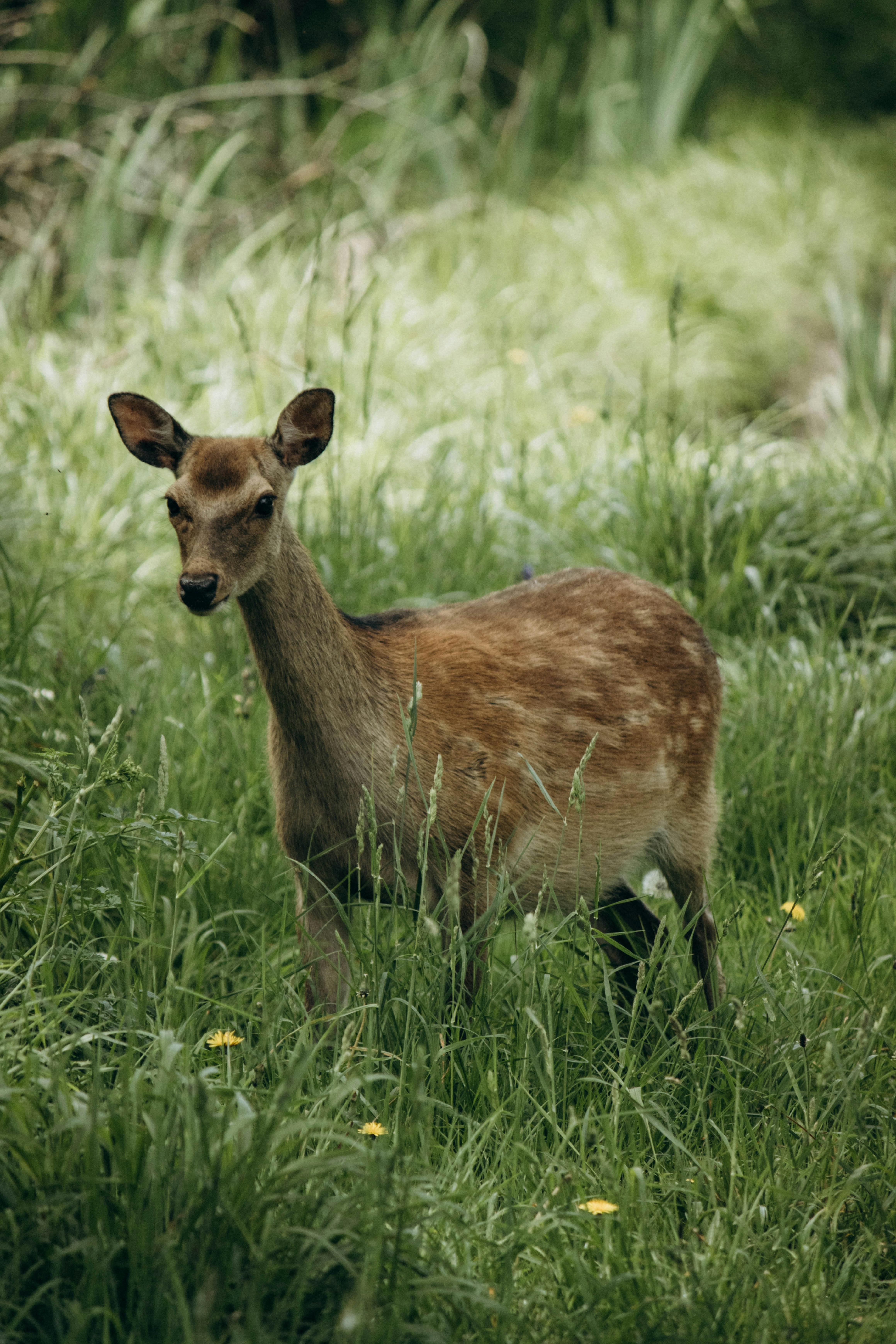 Photo gratuite de animal, animal sauvage, calme, capreolus capreolus ...
