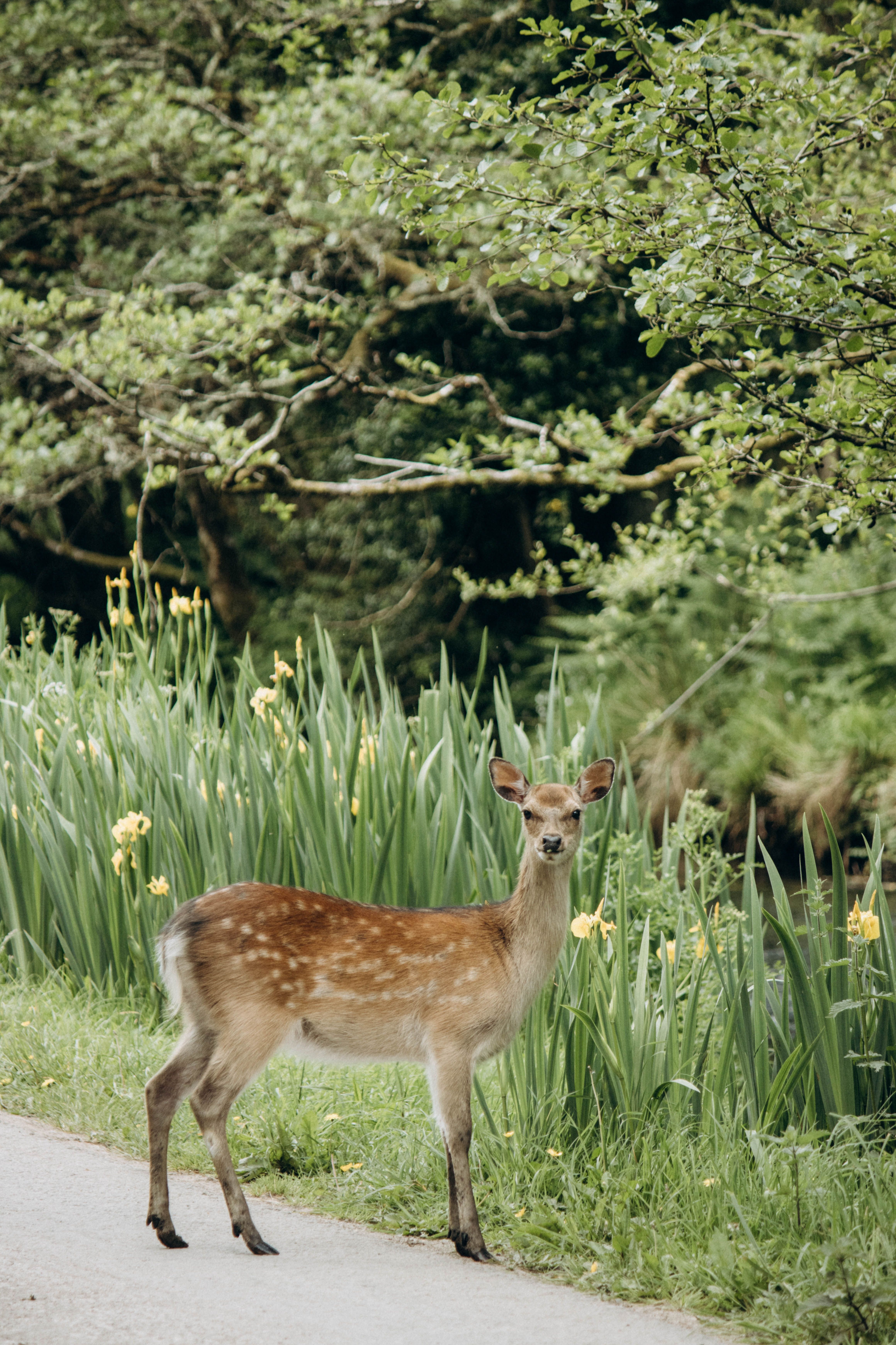 Fawn on Dirt Road with Trees near · Free Stock Photo