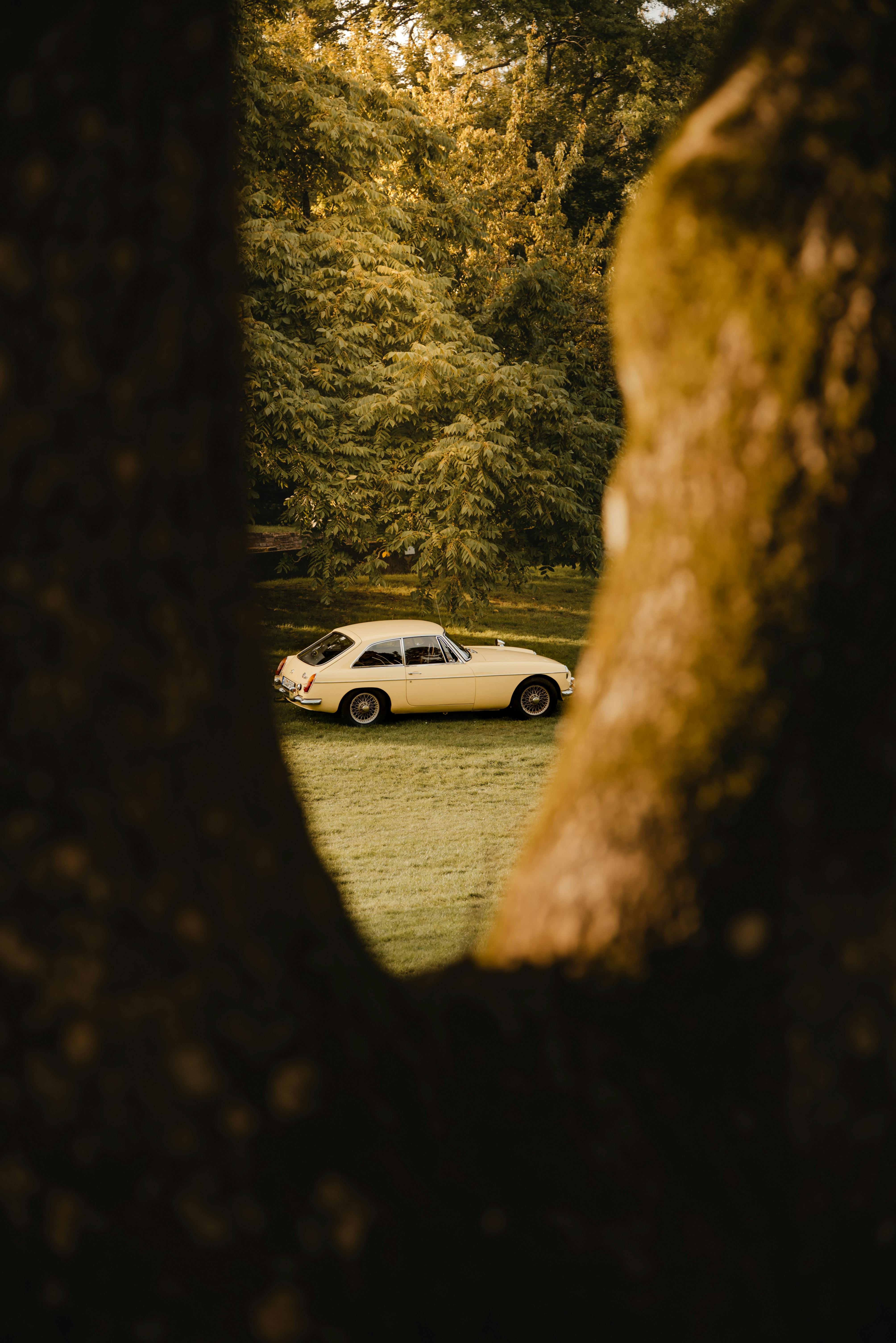 Vintage Car behind Tree in Park · Free Stock Photo