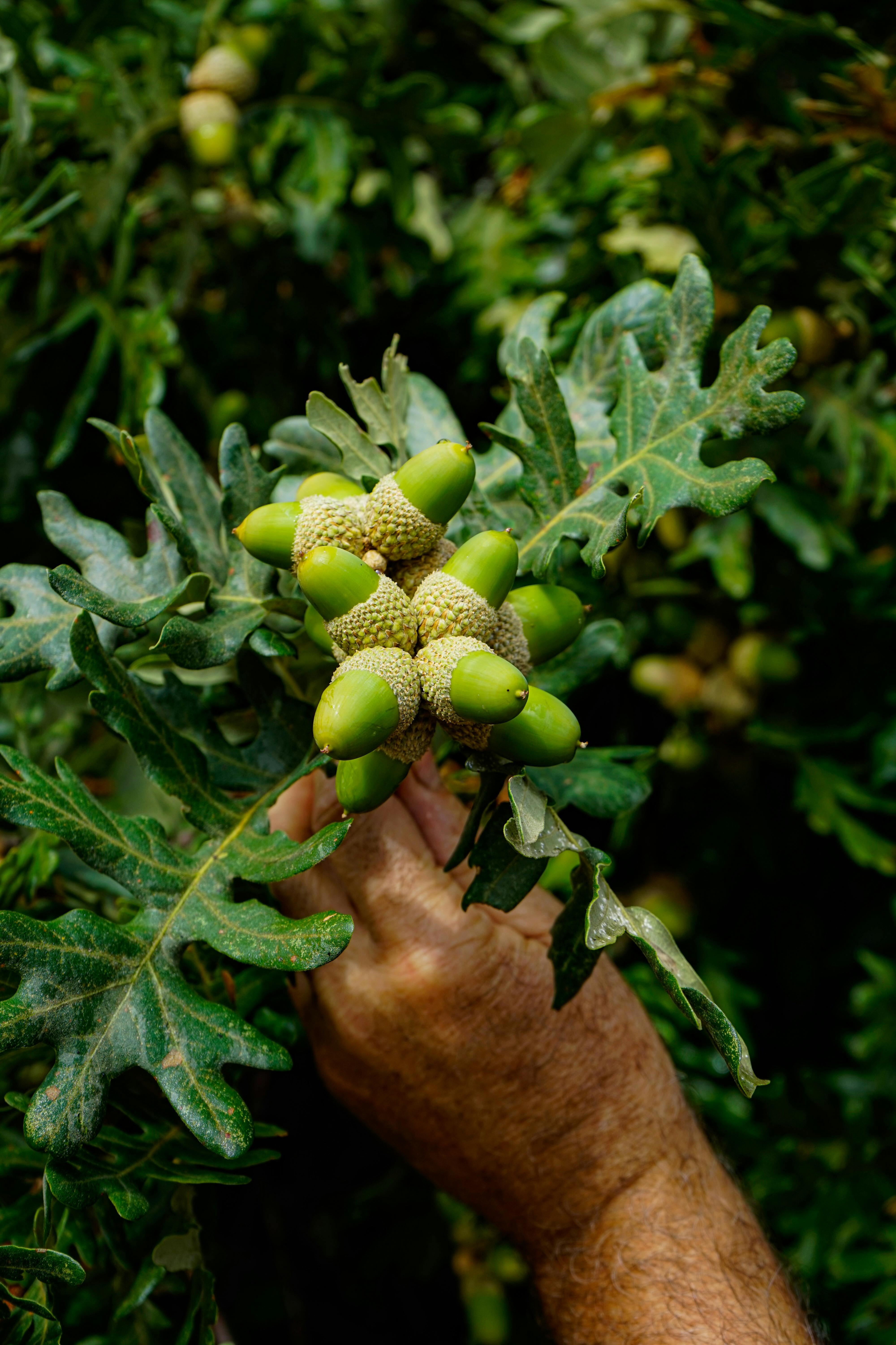 Hand Picking Up Acorns · Free Stock Photo