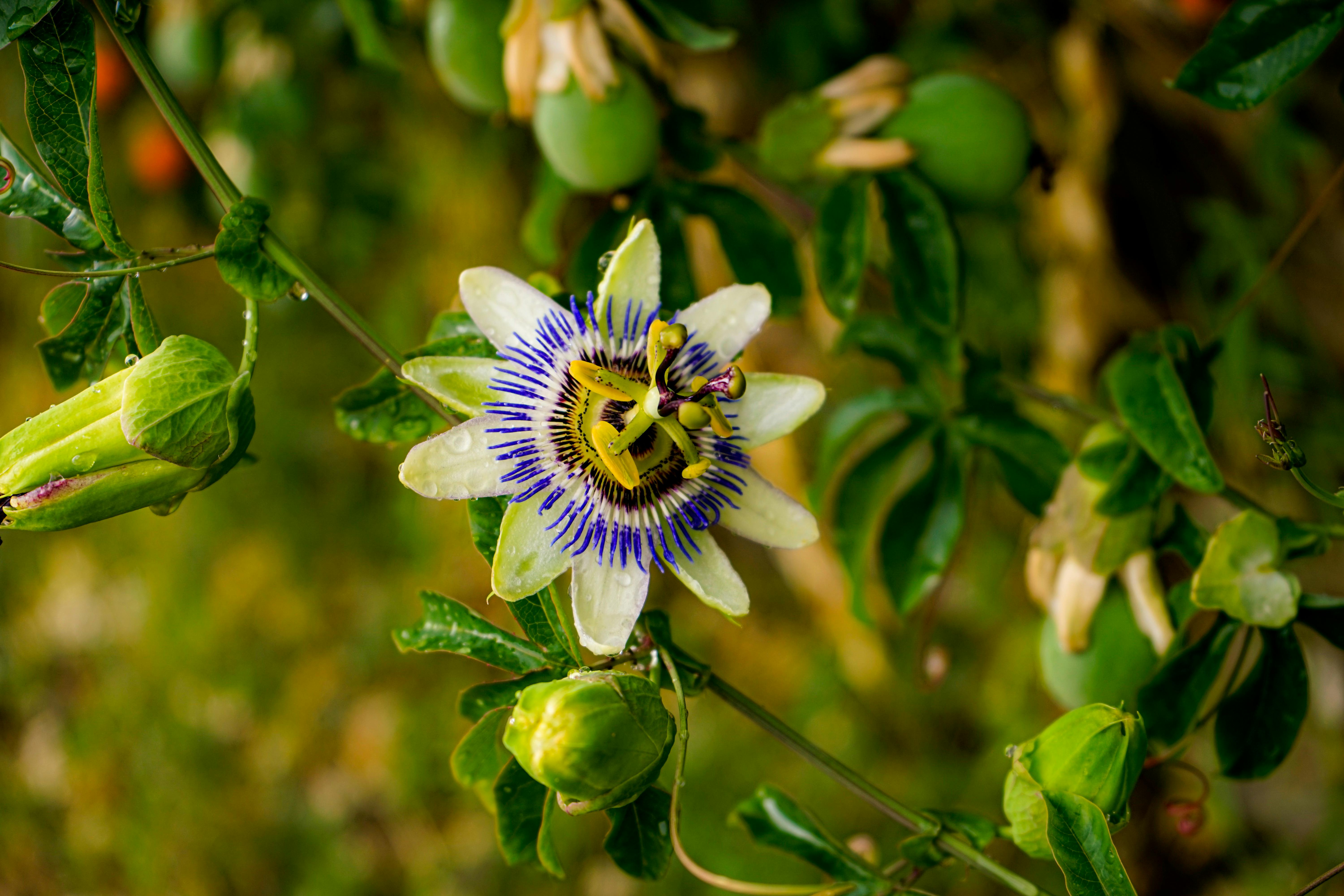 Wet Passion Flower and Buds · Free Stock Photo