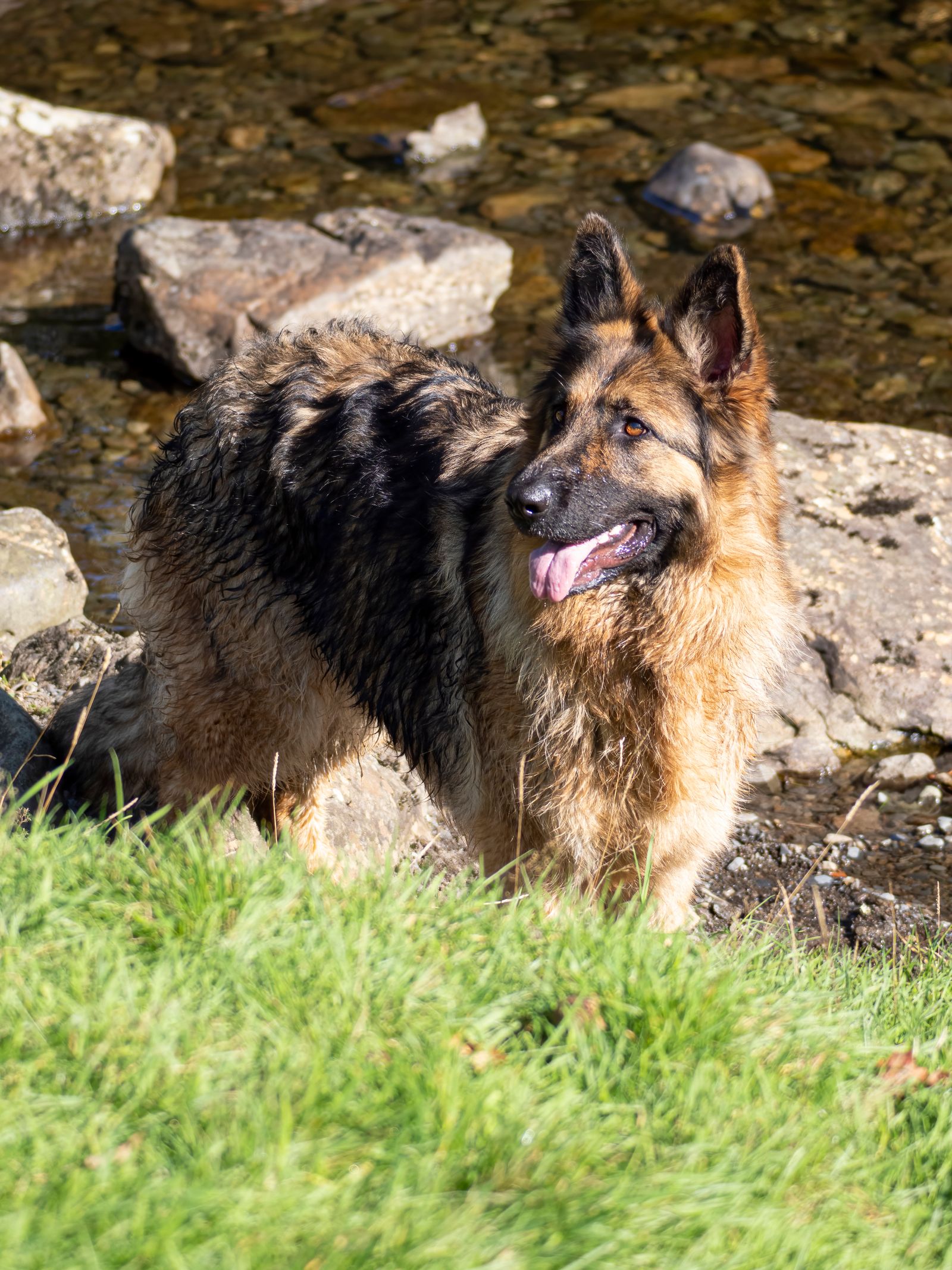 German Shepherd Happy Photos, Download The BEST Free German Shepherd ...
