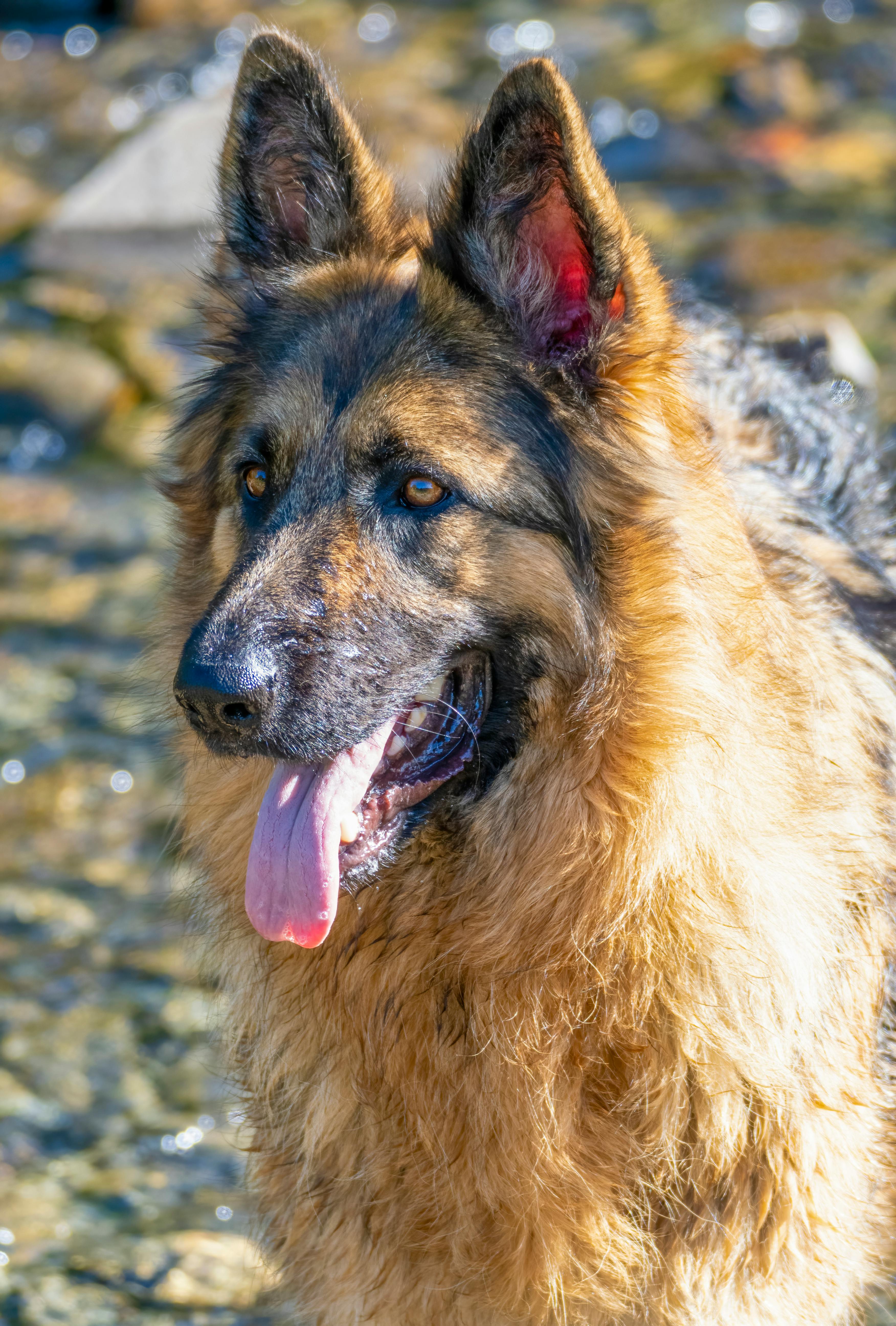 Portrait of Happy German Shep · Free Stock Photo