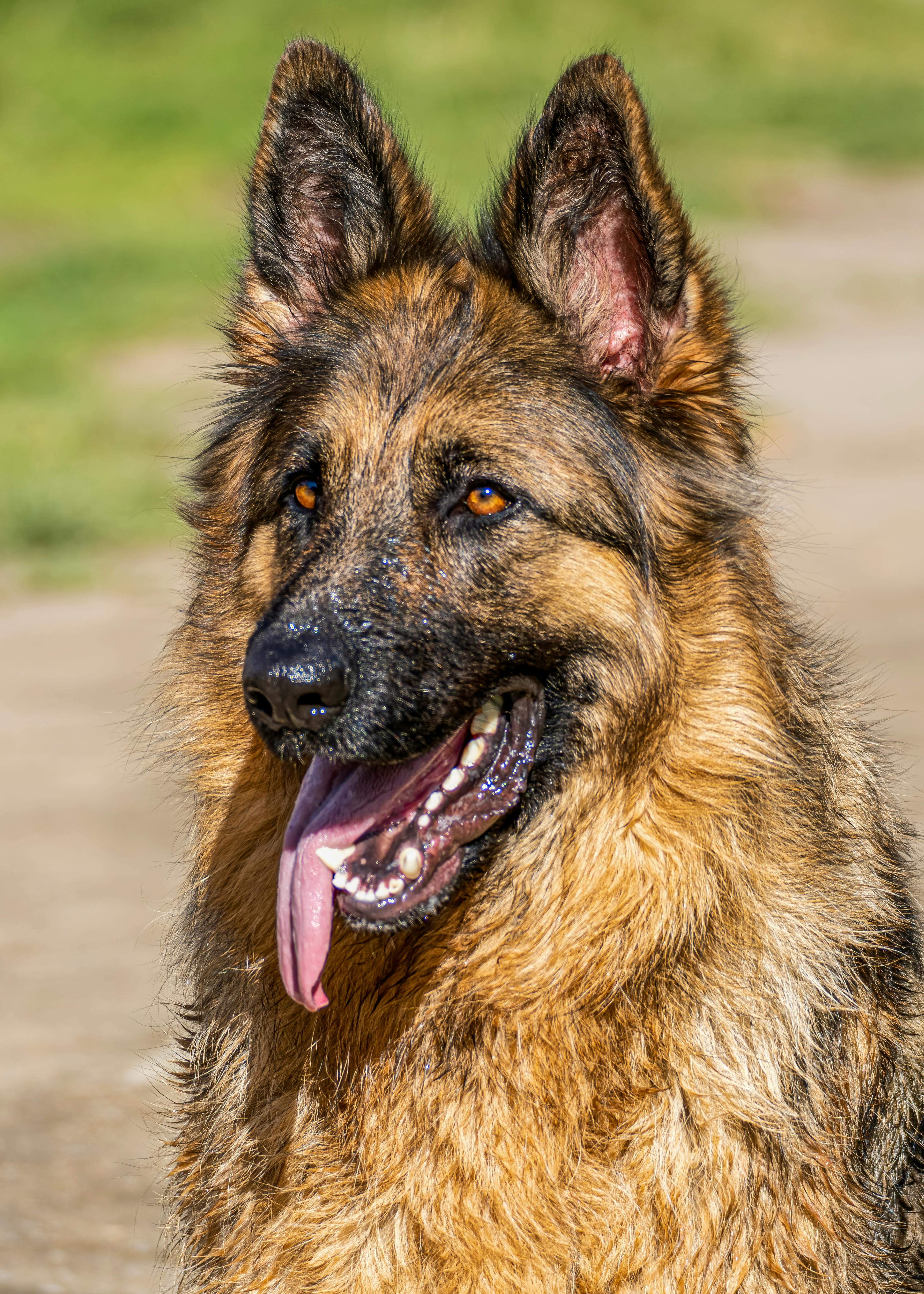 Portrait of Happy Wet German Shep · Free Stock Photo
