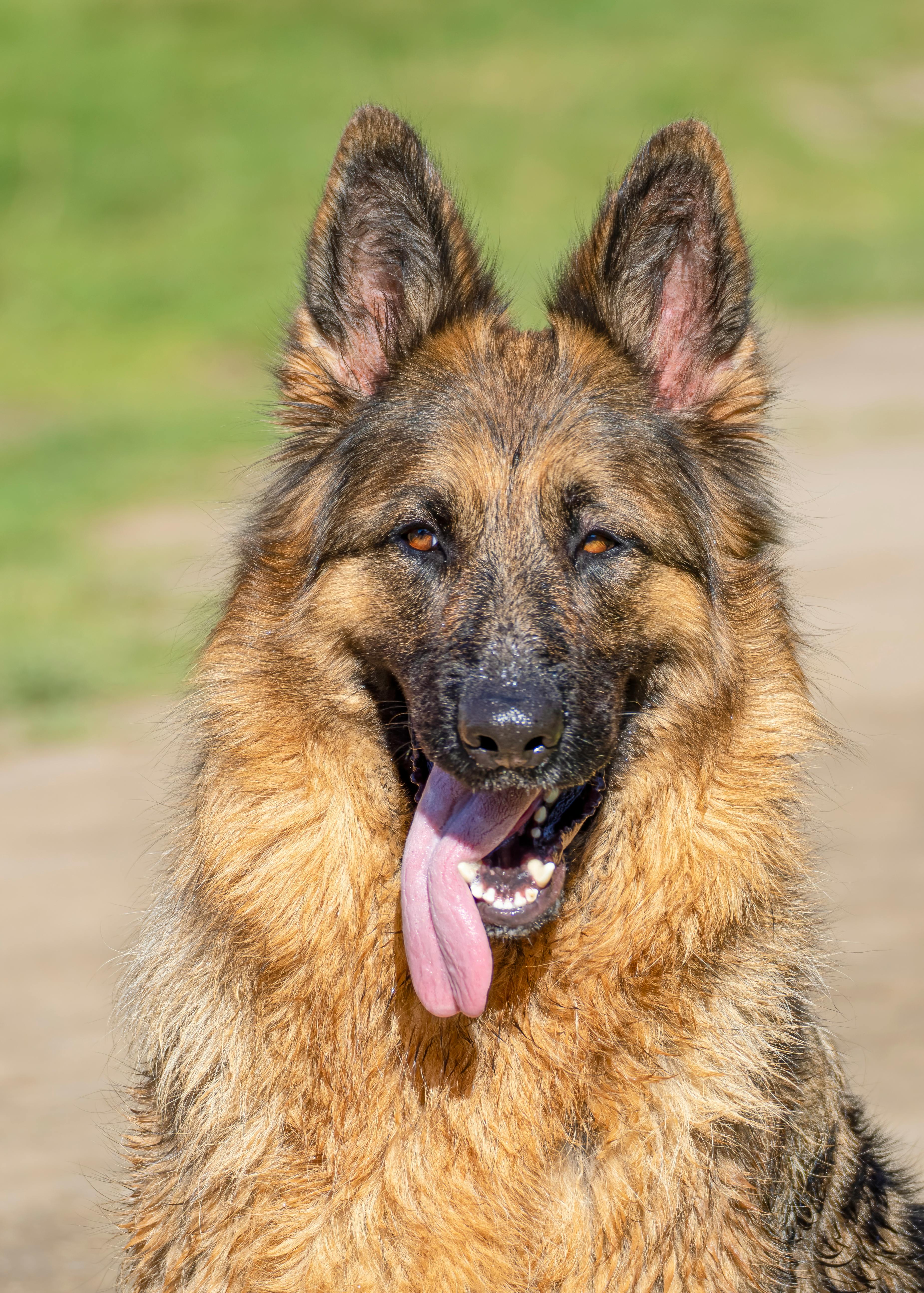 German Shepherded Leaning on Grass · Free Stock Photo