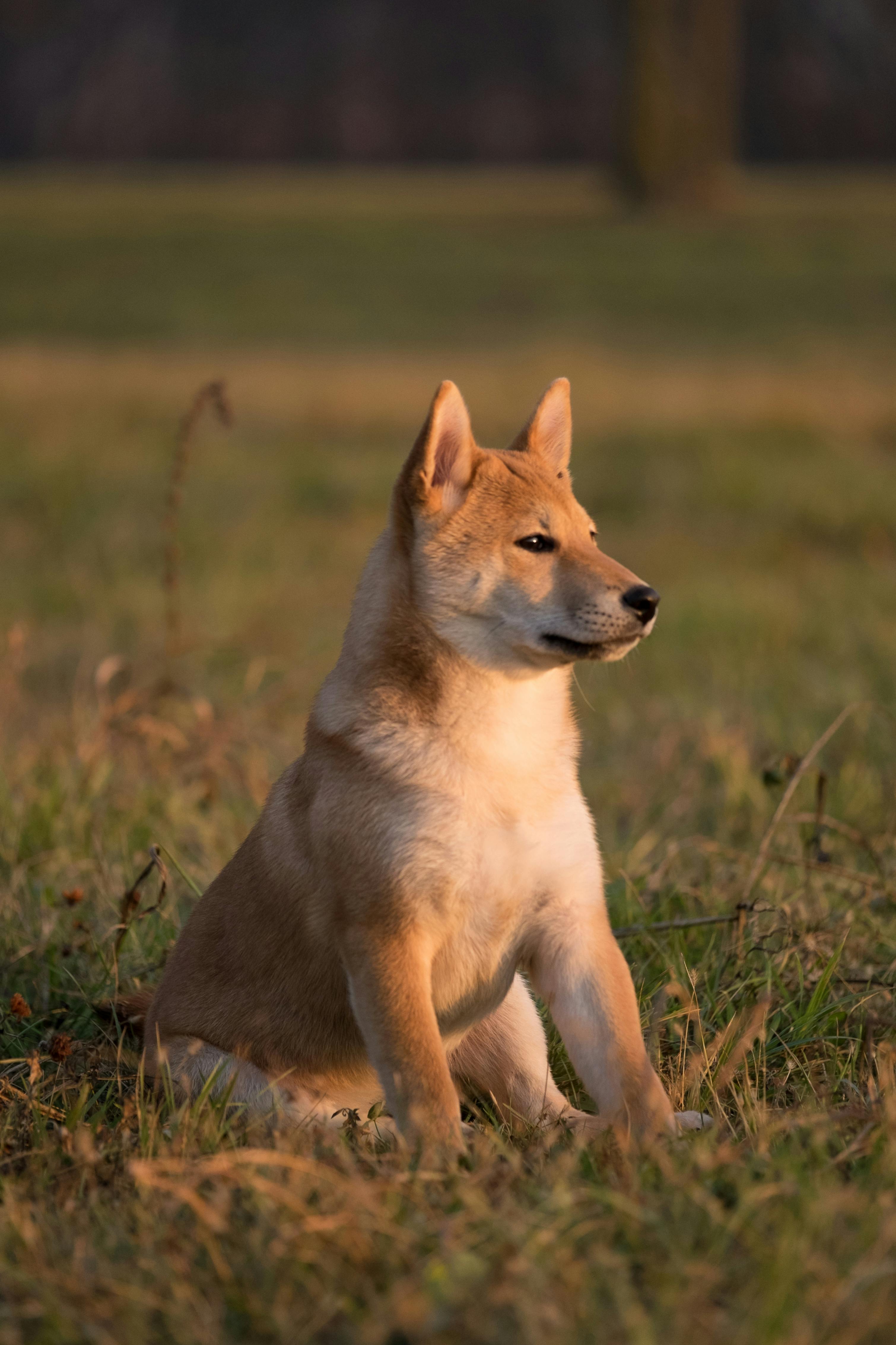 Japanese Shisha Dog Photos, Download The BEST Free Japanese Shisha Dog ...