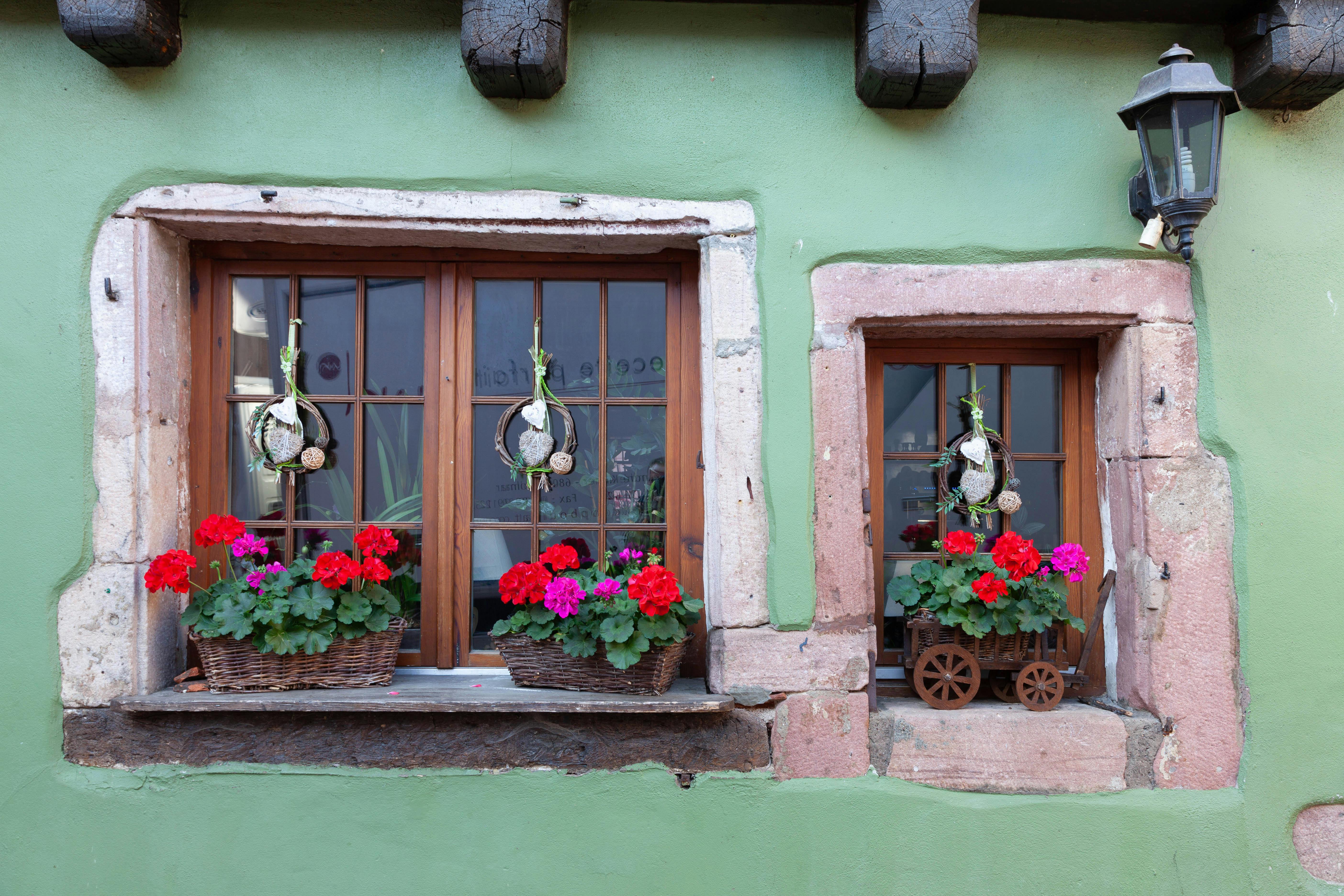Flowers in Windows · Free Stock Photo