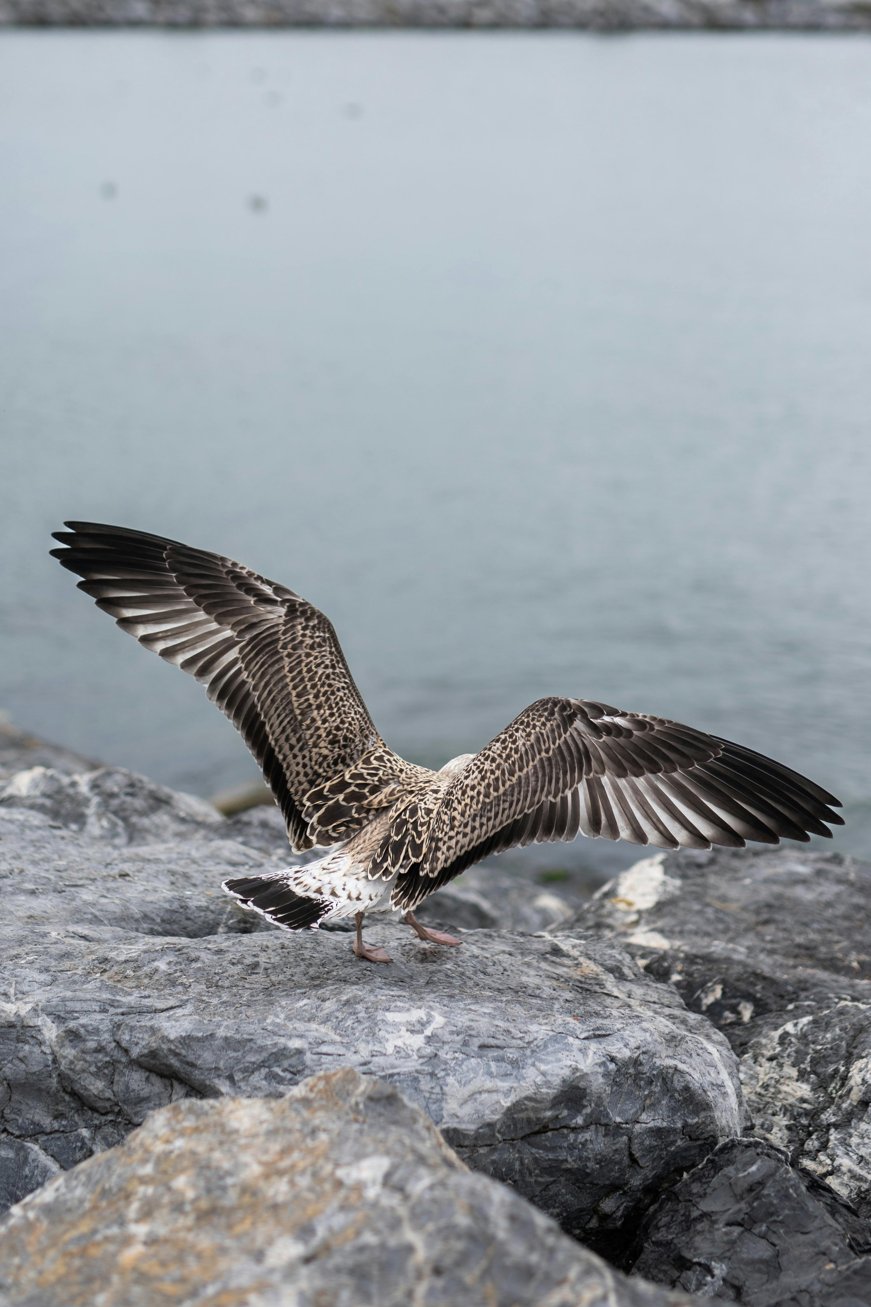 Bird Scape Photos, Download The BEST Free Bird Scape Stock Photos & HD ...