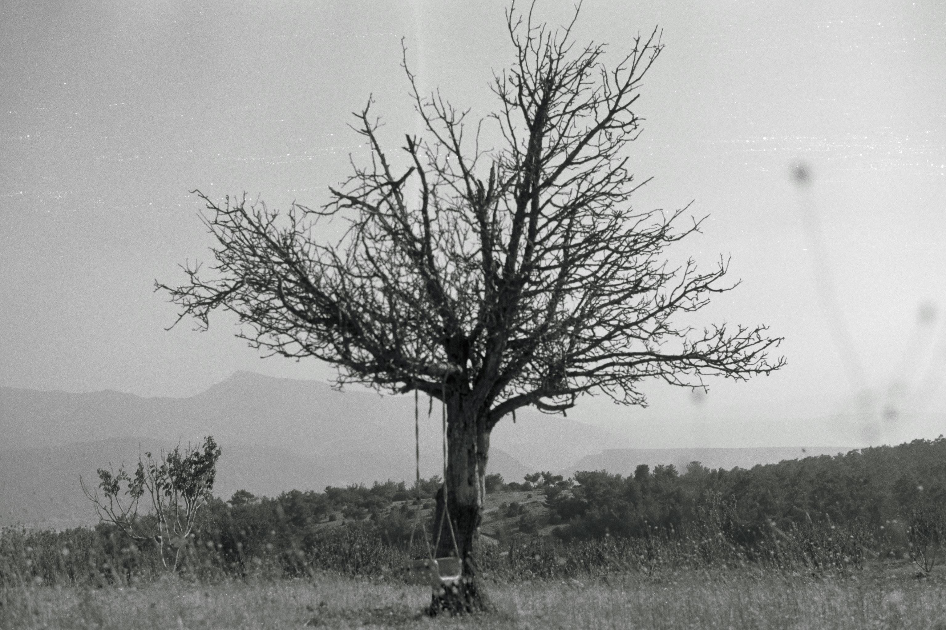 Single, Bare Tree with Swing on Grassland · Free Stock Photo